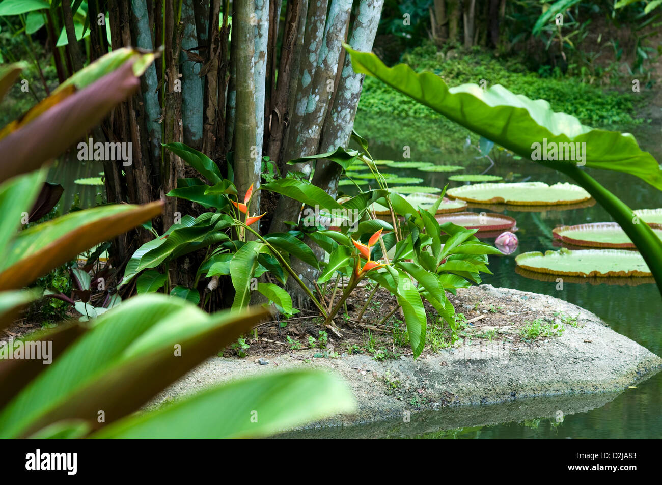 lily pool, botanic gardens, singapore Stock Photo - Alamy