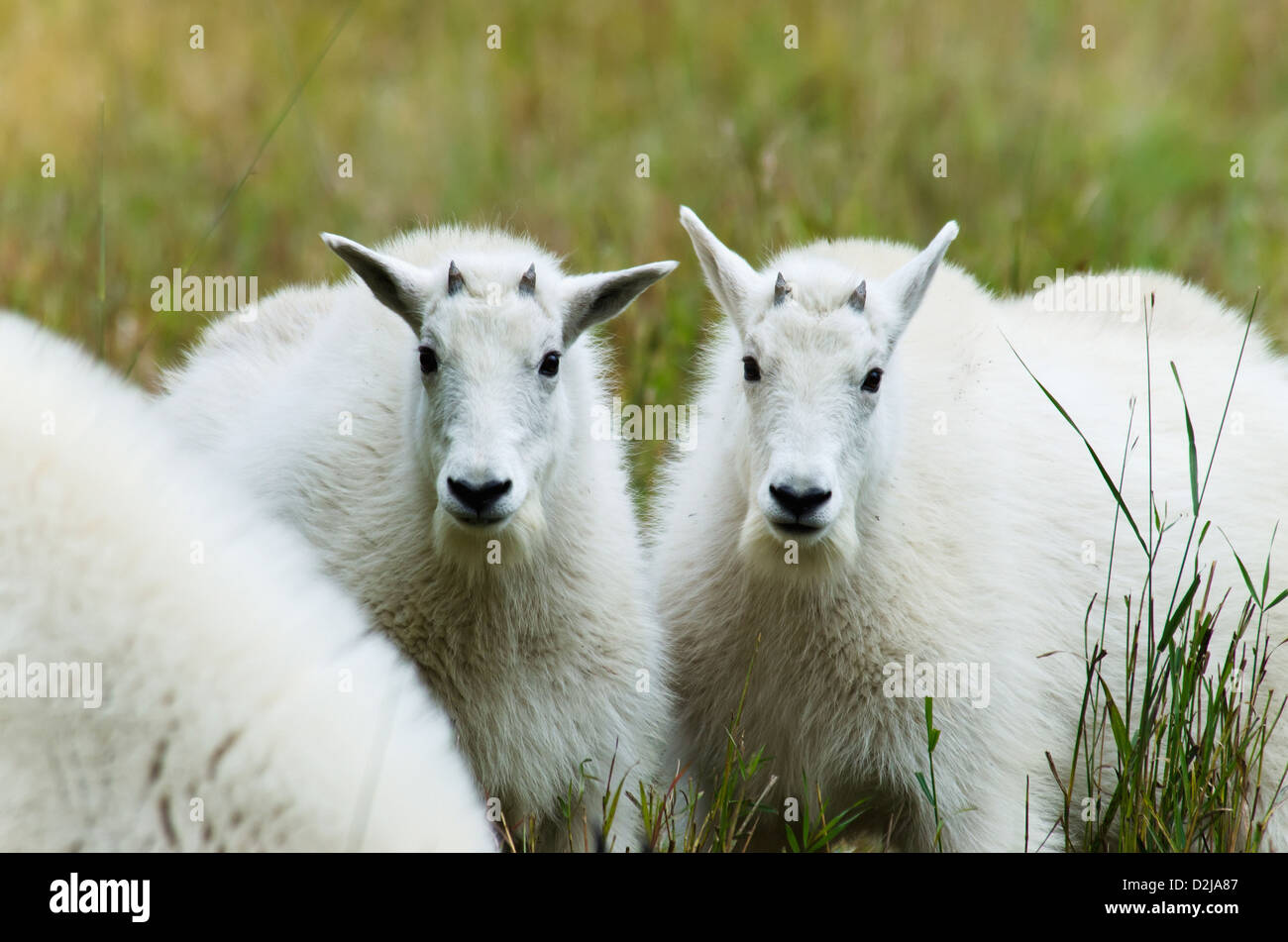 Juvenile mountain goats (oreamnos americanus); yukon canada Stock Photo ...