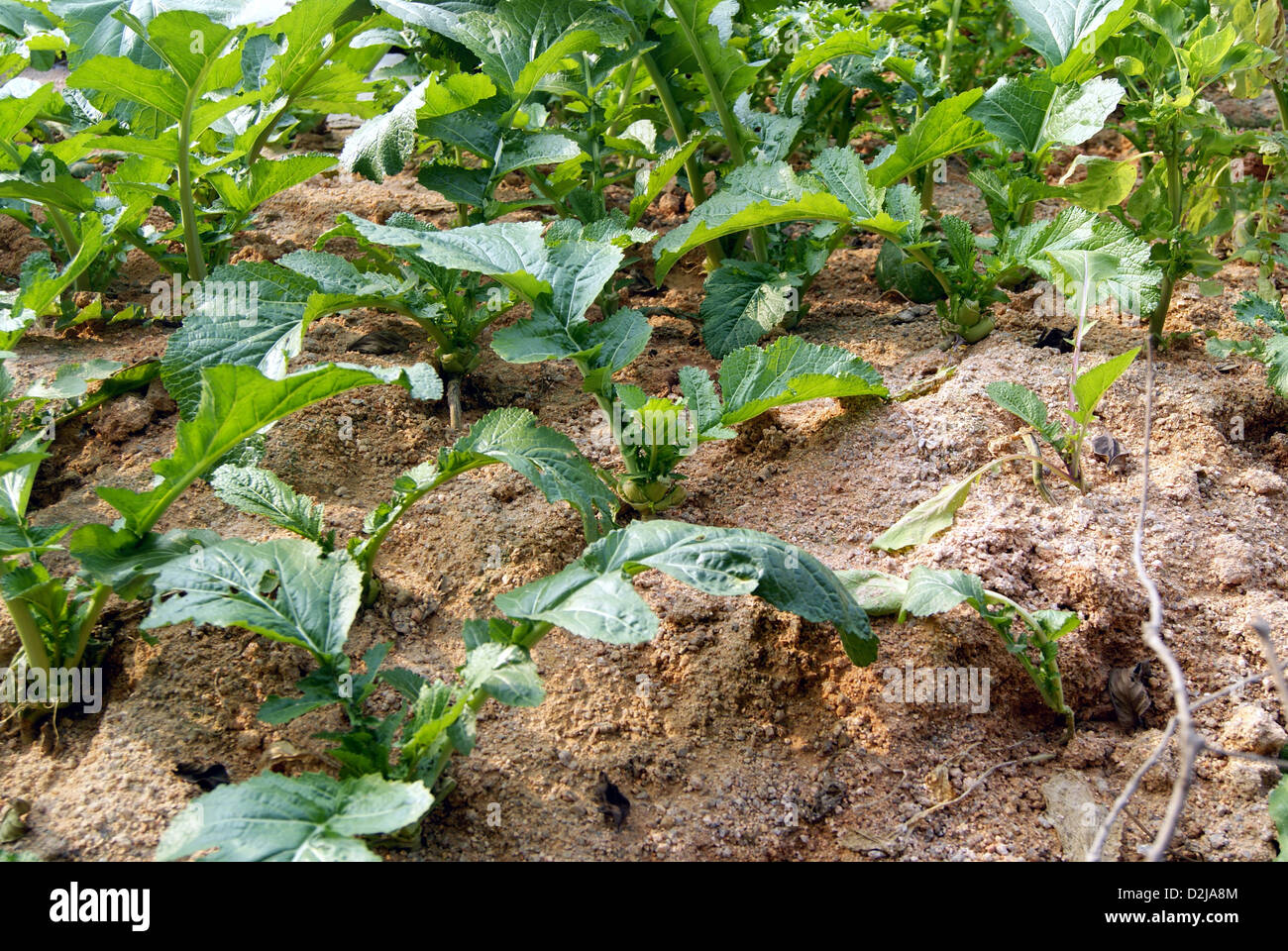 Green vegetables, growth in the earth Stock Photo - Alamy