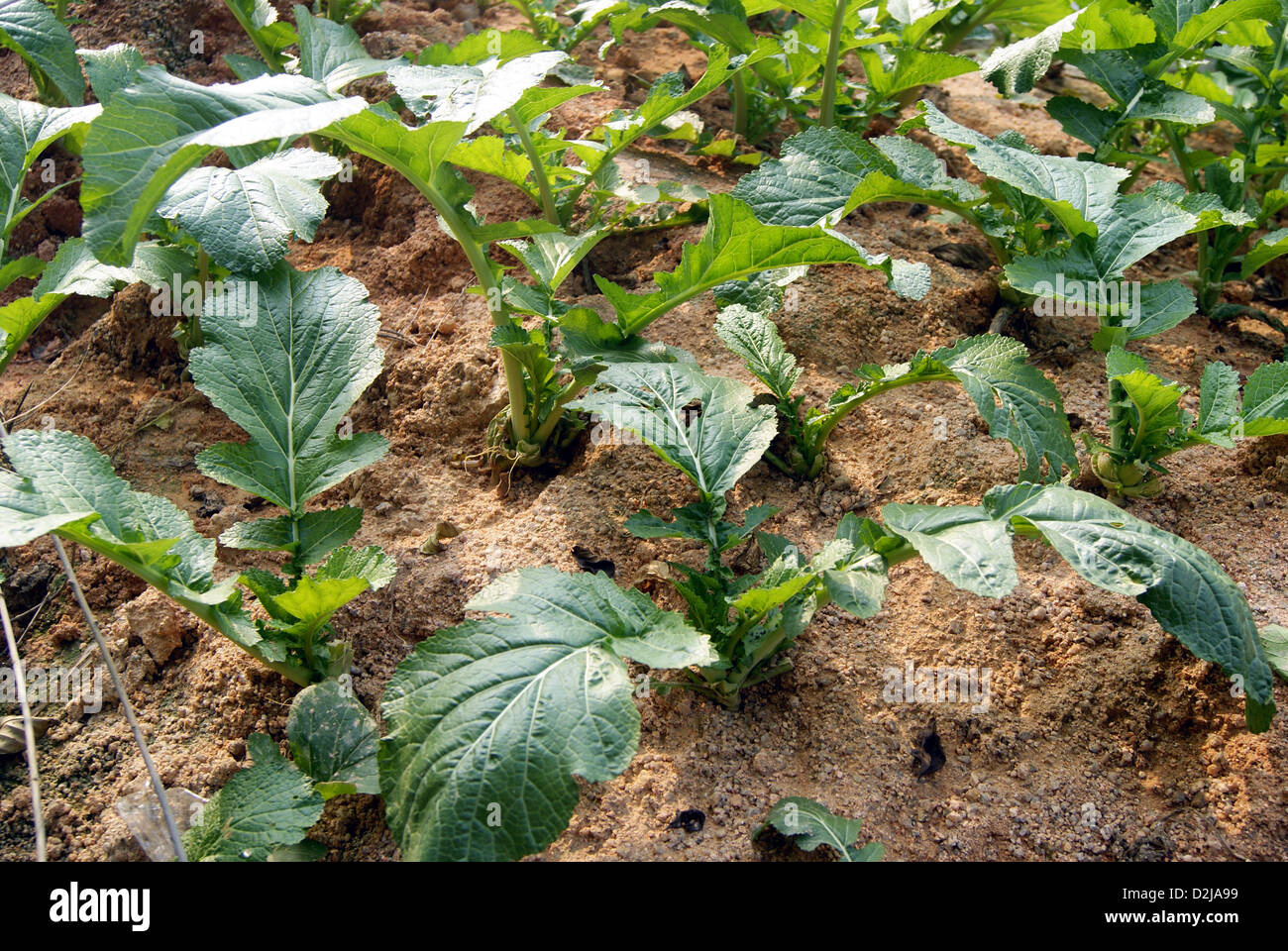 Vegetables with earth hi-res stock photography and images - Alamy