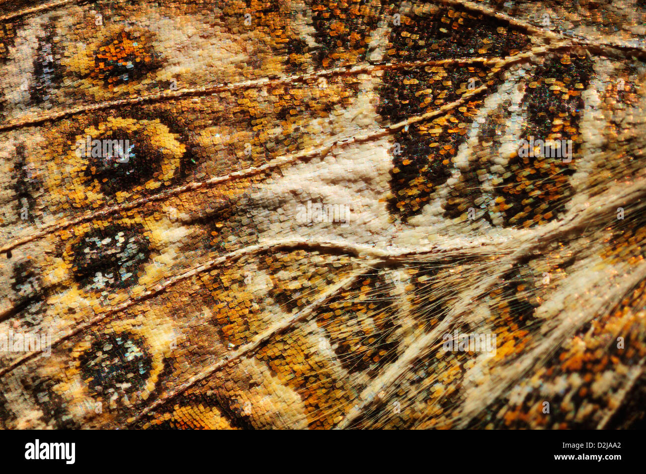 Butterfly wing pattern hi-res stock photography and images - Alamy