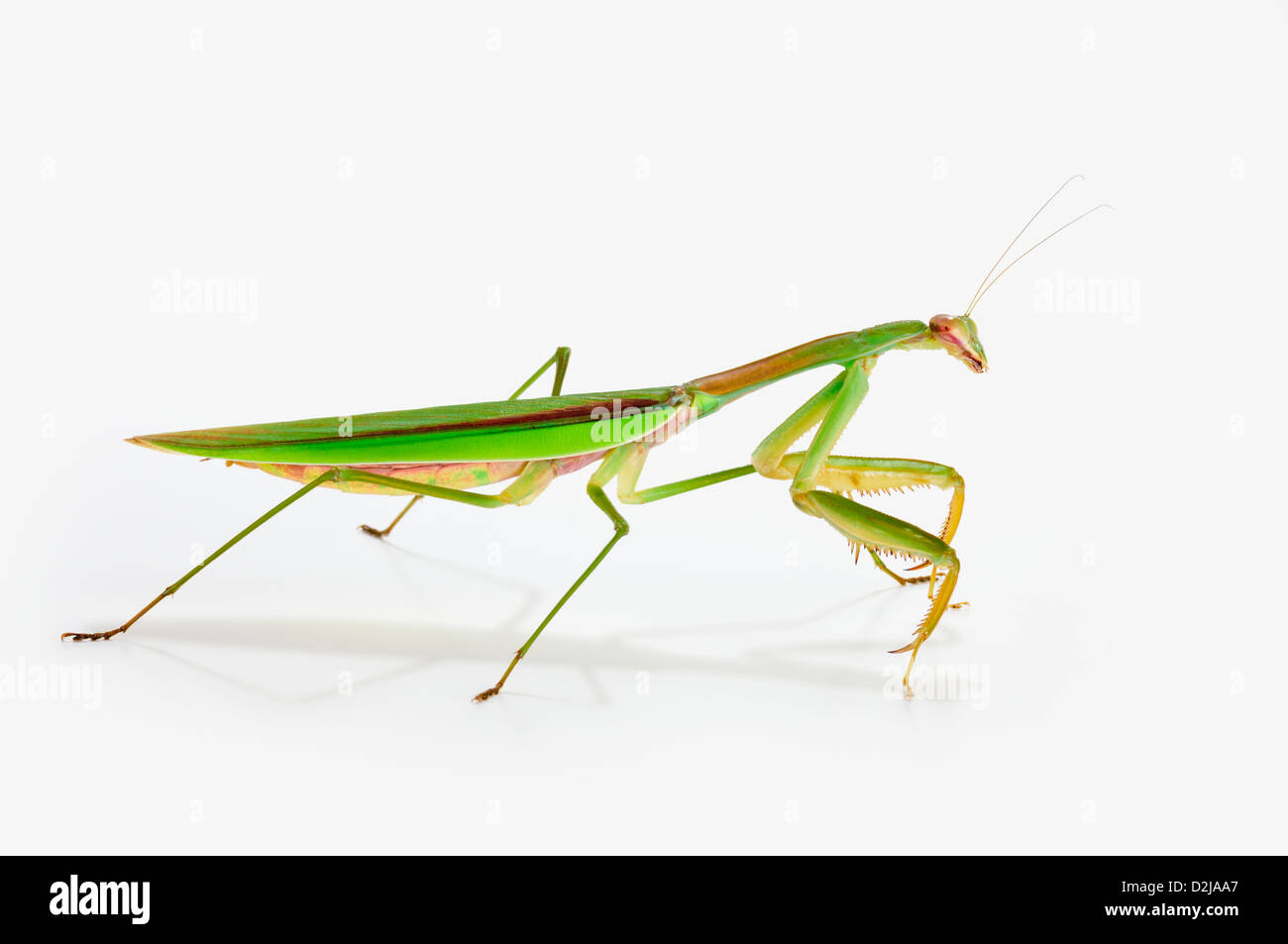 Chinese praying mantis hi-res stock photography and images - Alamy