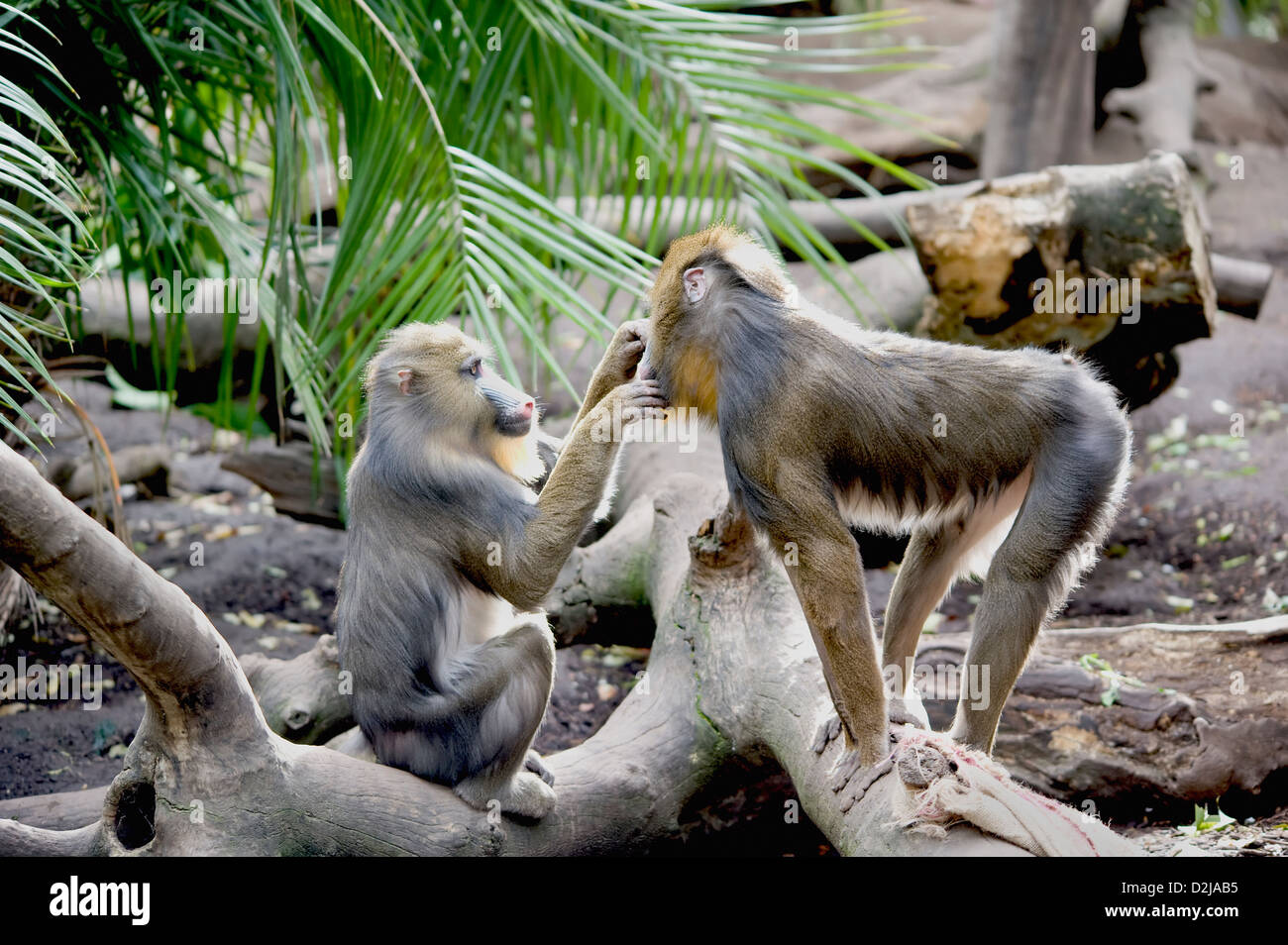 A monkey grooming another monkey; adelaide australia Stock Photo - Alamy