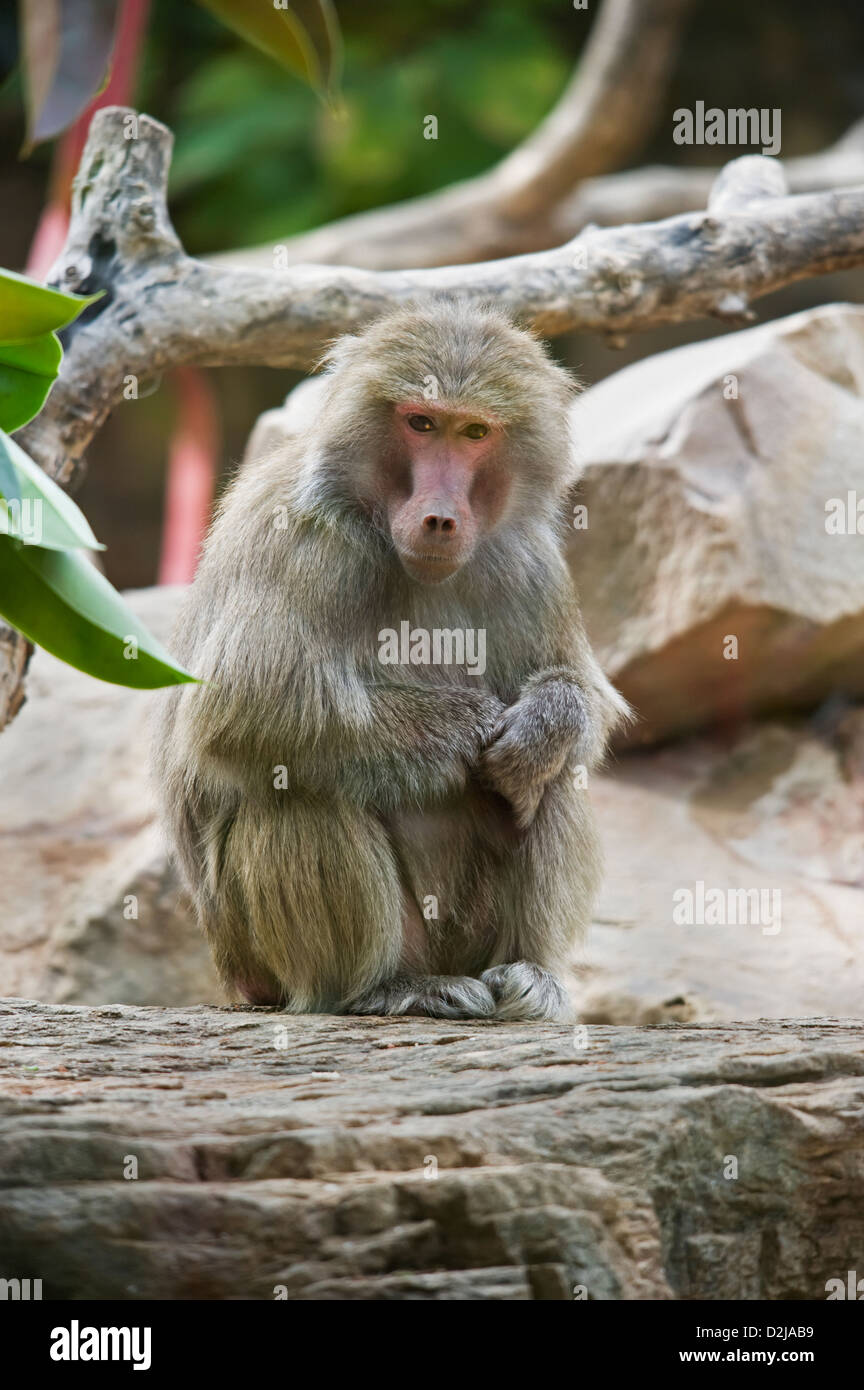 Monkey; adelaide australia Stock Photo - Alamy