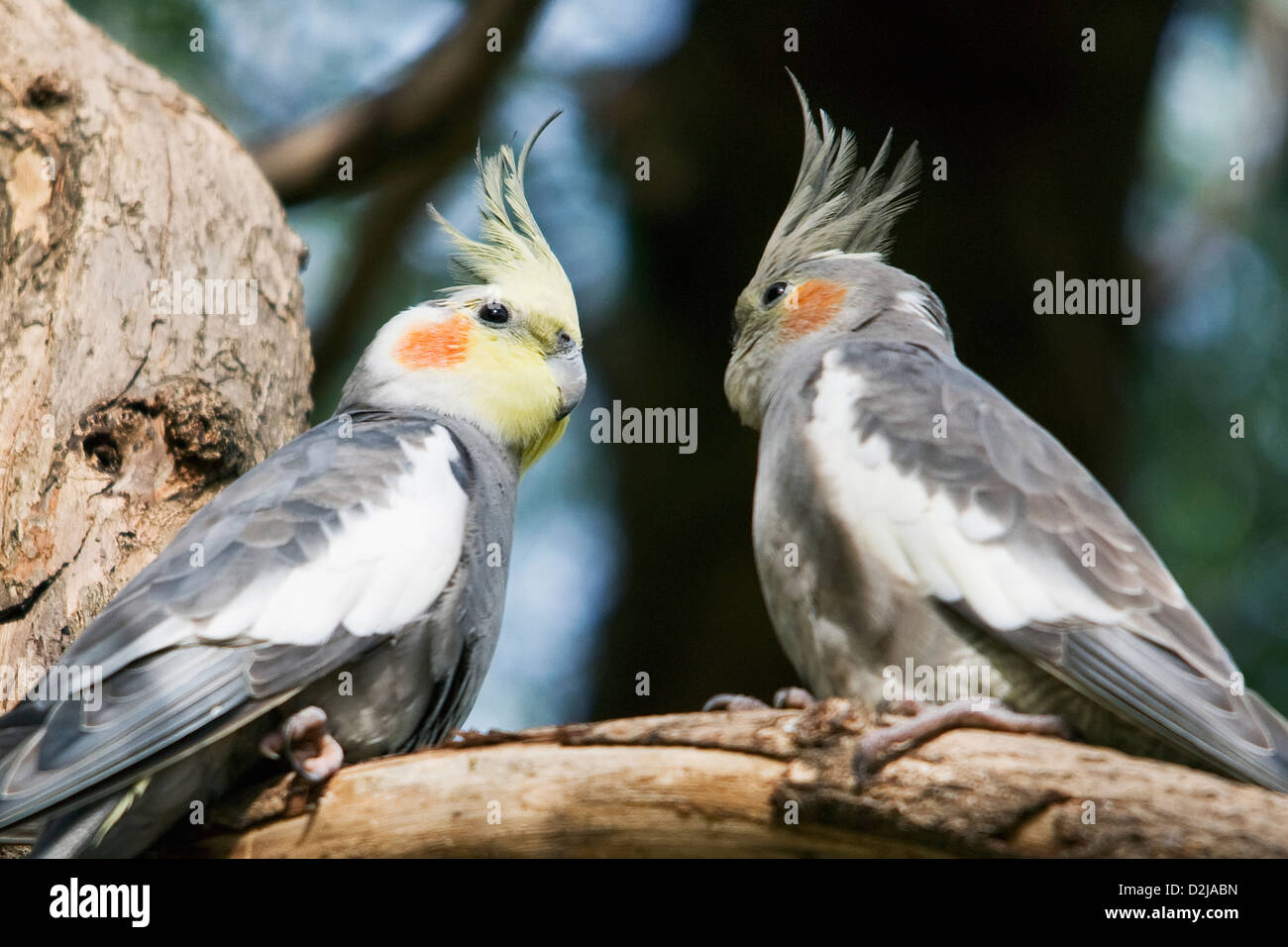 Cockatiel outdoors hi-res stock photography and images - Alamy