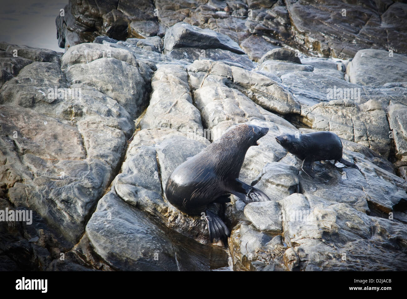 Two seals sitting on stone hi-res stock photography and images - Alamy