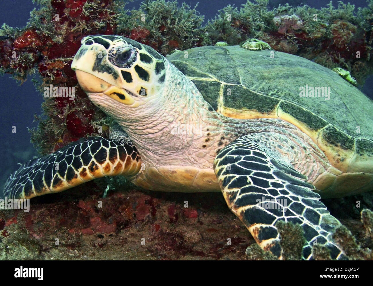 A Loggerhead sea turtle rests on the deck of the wreck of the Spiegel ...