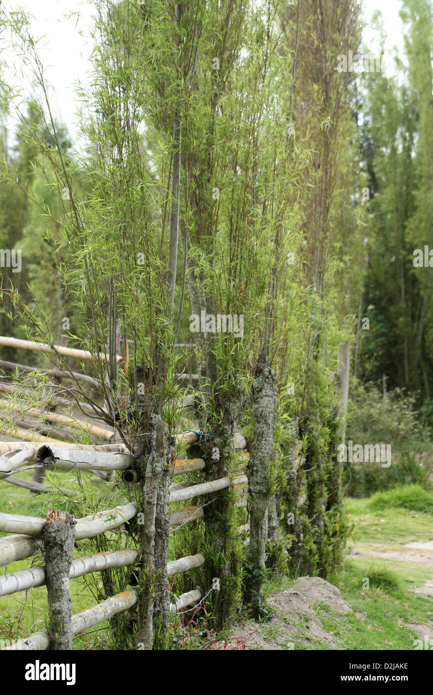 A wooden bamboo fence stretching through a farmers pasture in Cotacachi ...