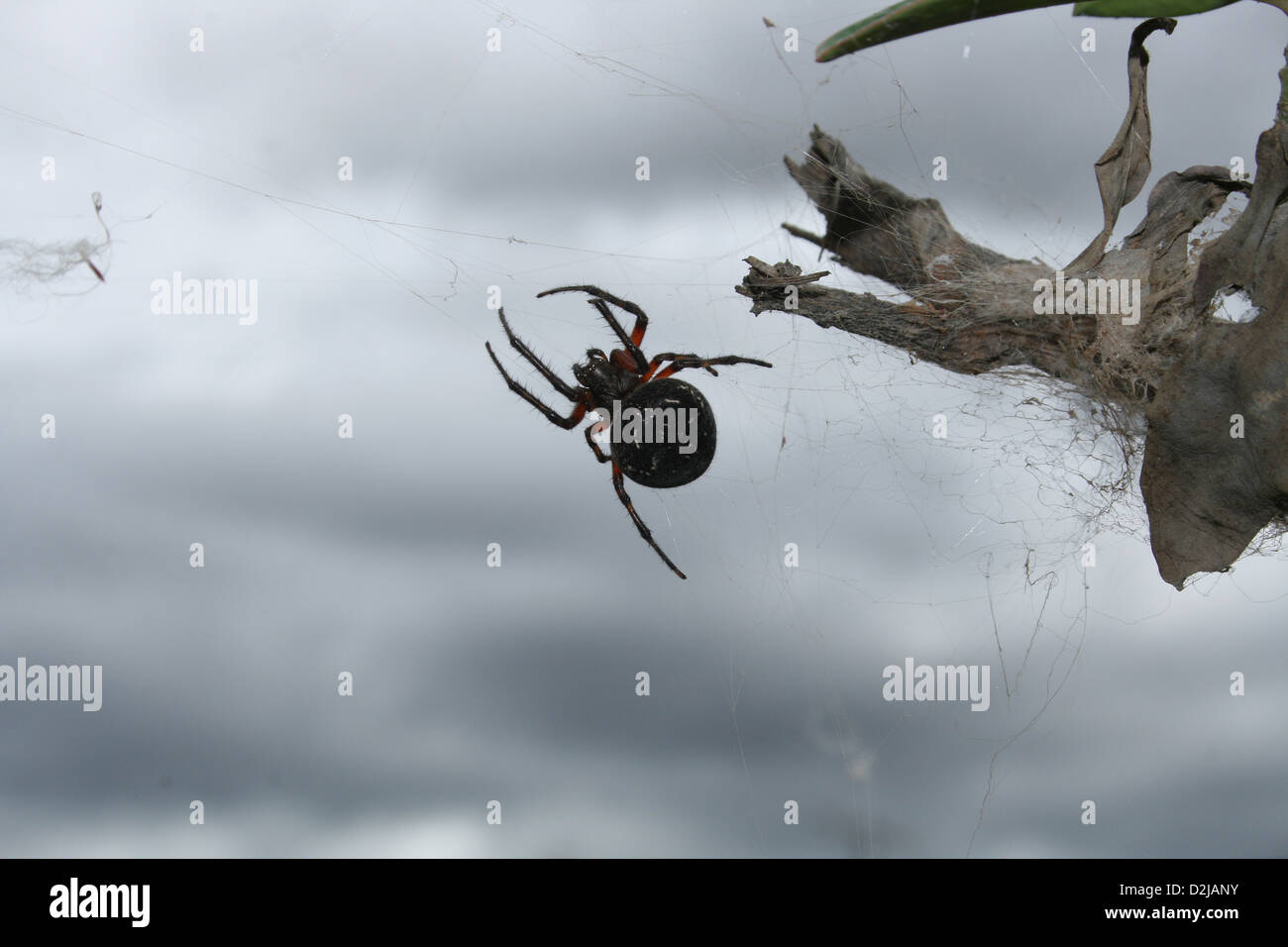 Black orb weaver spider hi-res stock photography and images - Alamy