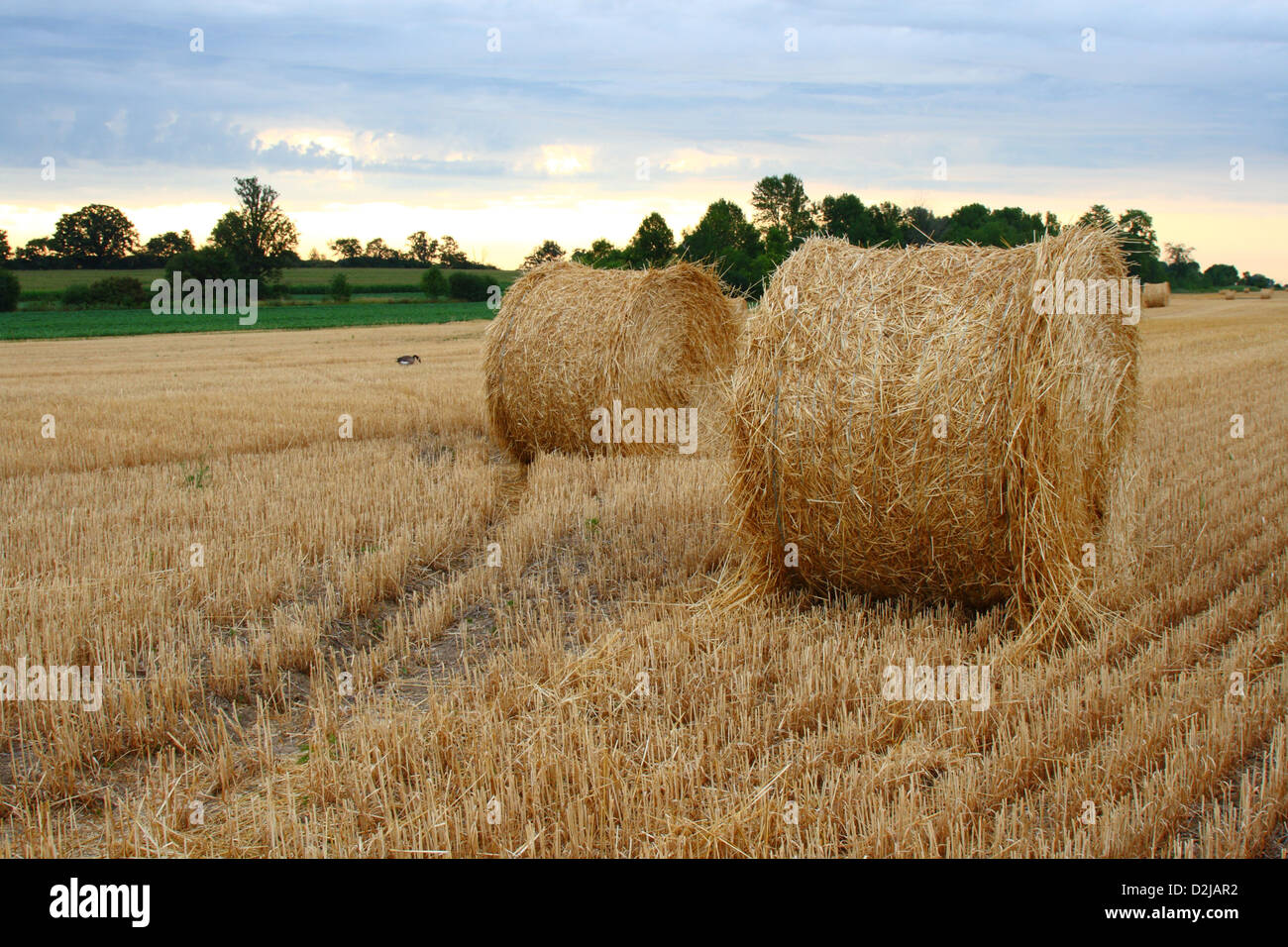 straw bales in the field during harvest Stock Photo - Alamy