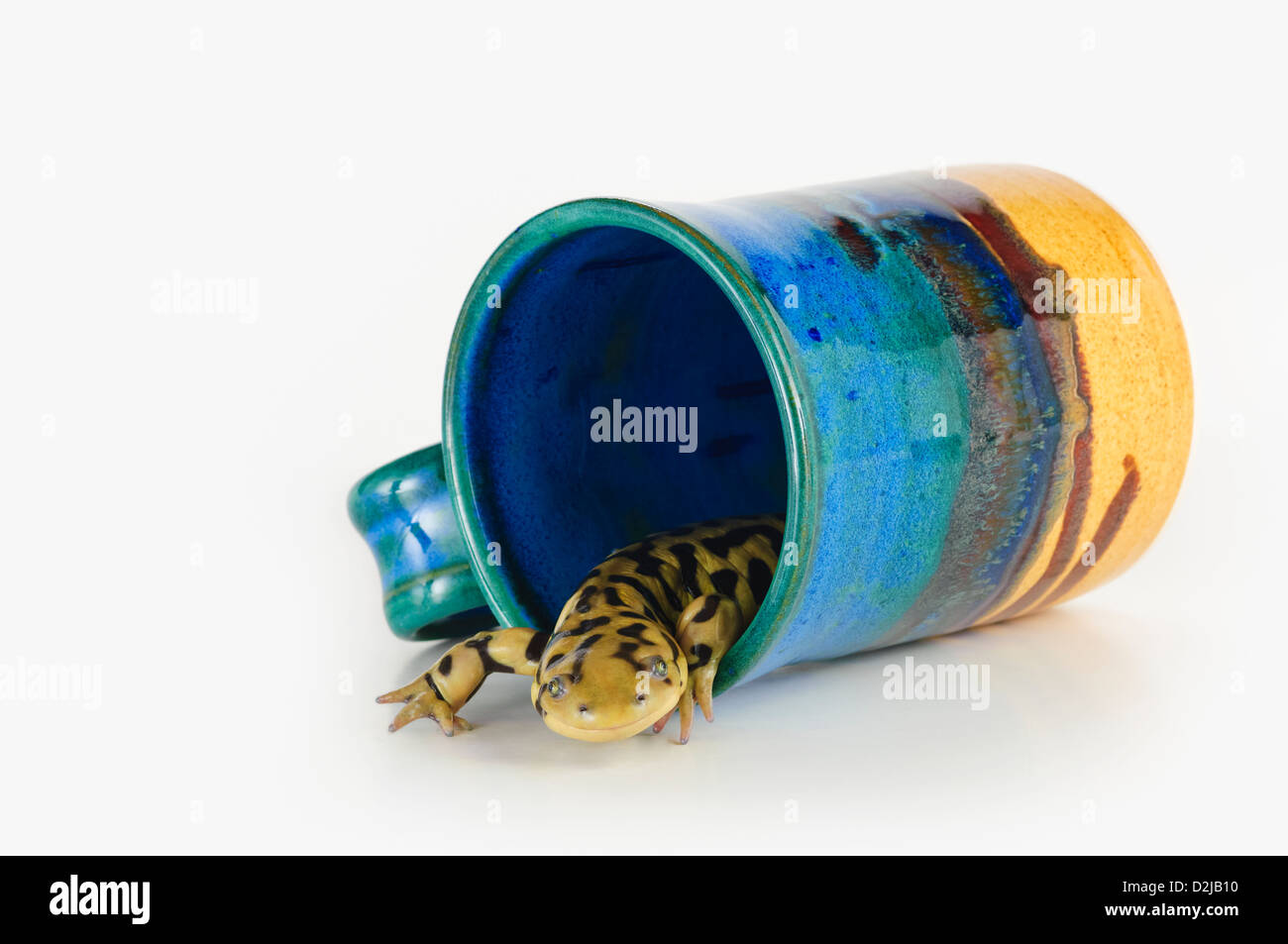 Tiger salamander ambystoma tigrinum hi-res stock photography and images ...