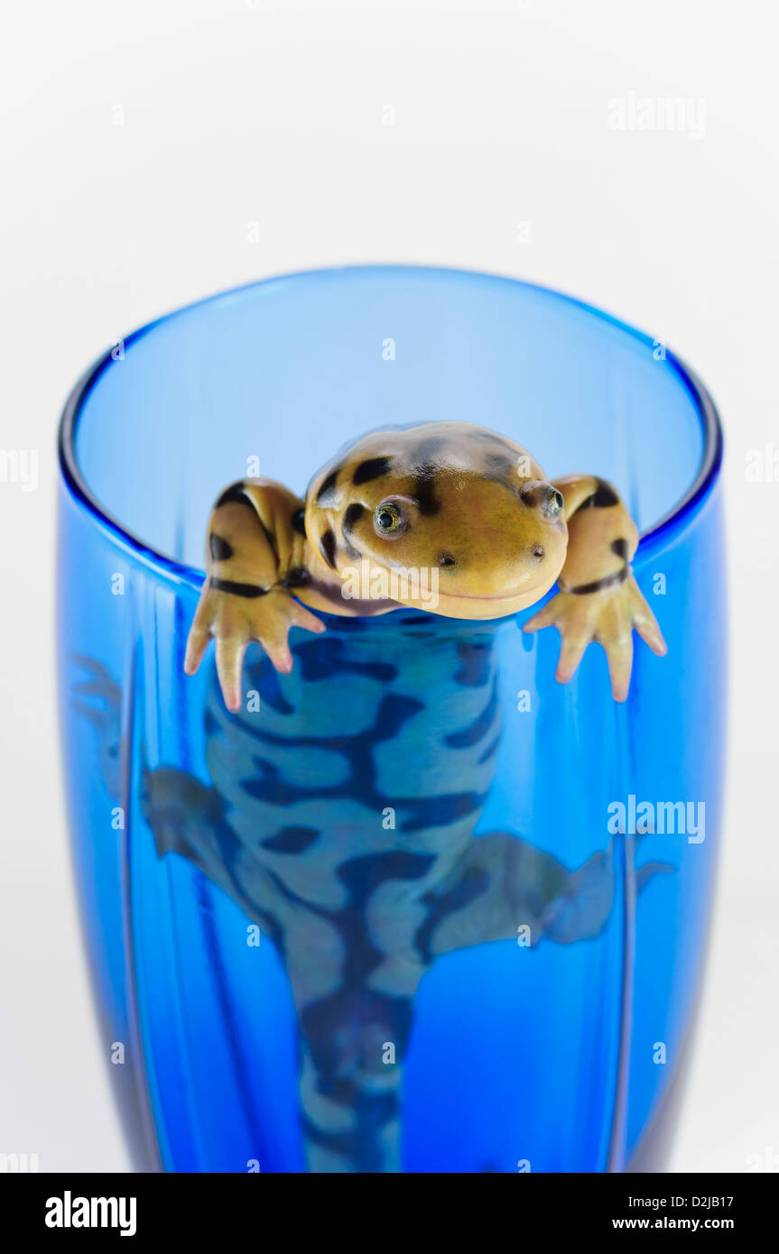 Climbing salamanders hi-res stock photography and images - Alamy