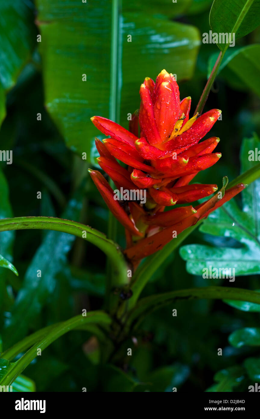 ginger flower, botanic gardens, singapore Stock Photo - Alamy
