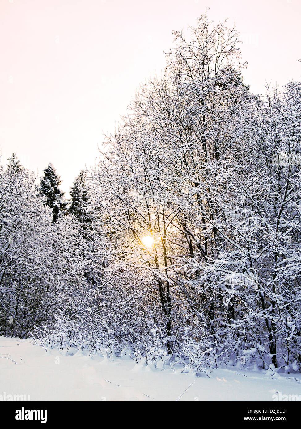 Forest sunset sun shines hi-res stock photography and images - Alamy