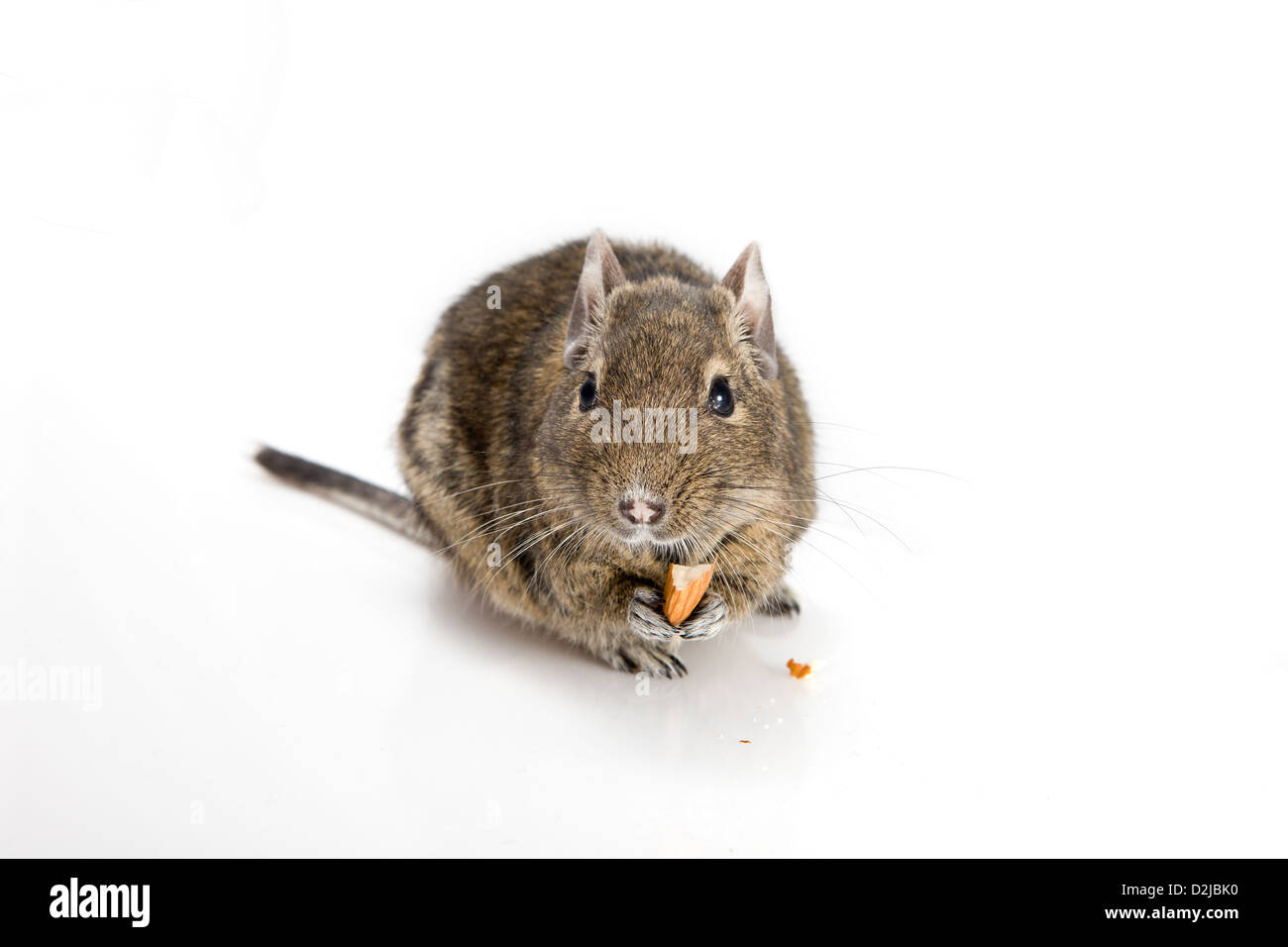 Degu (Octodon degus) eating an almond against a white background Stock ...