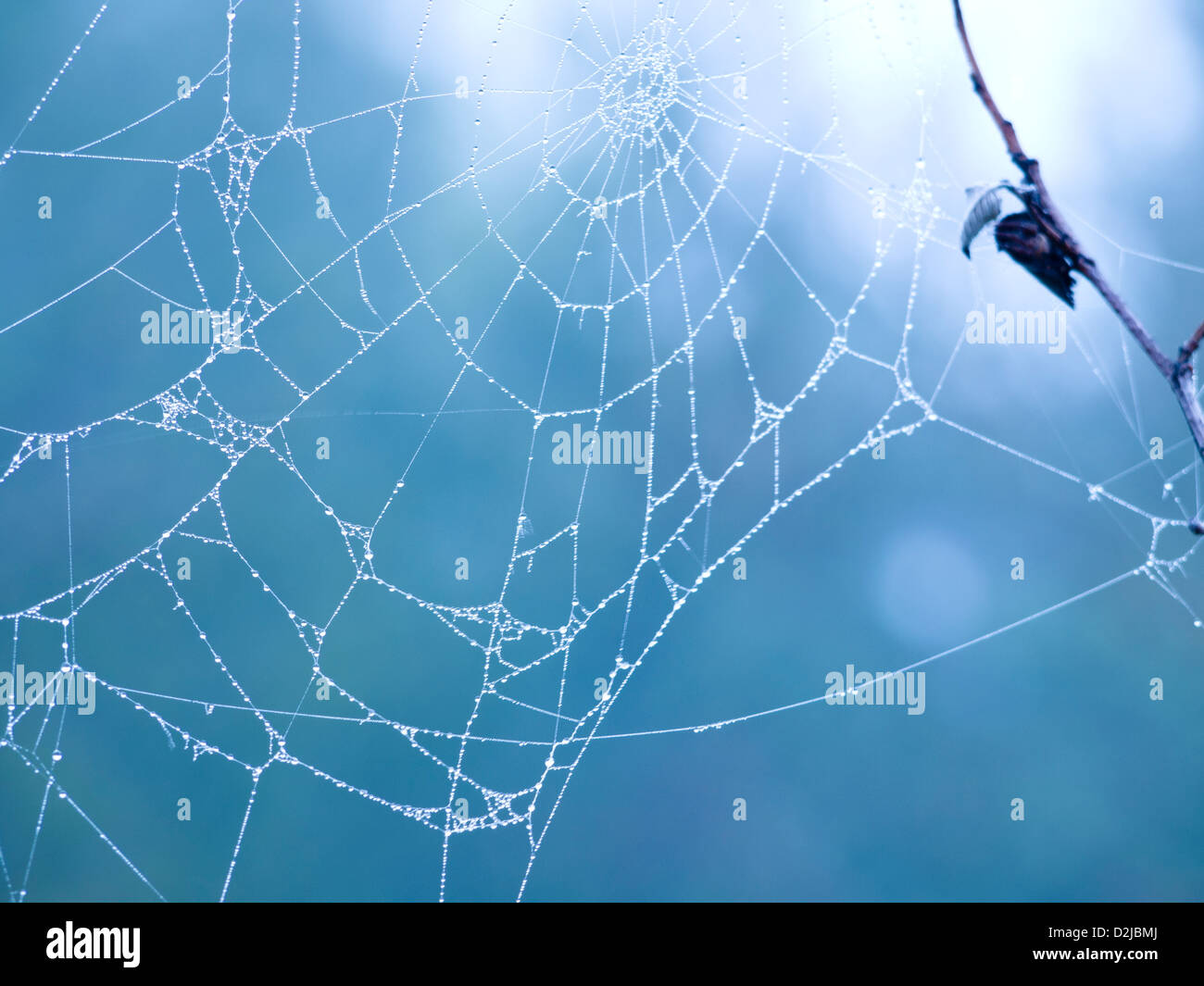 Cobweb drawing hi-res stock photography and images - Alamy