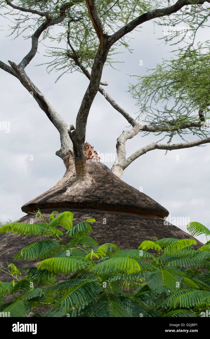 Tall thatch roof hut with Acacia tree growing out of it. Ornate piece ...