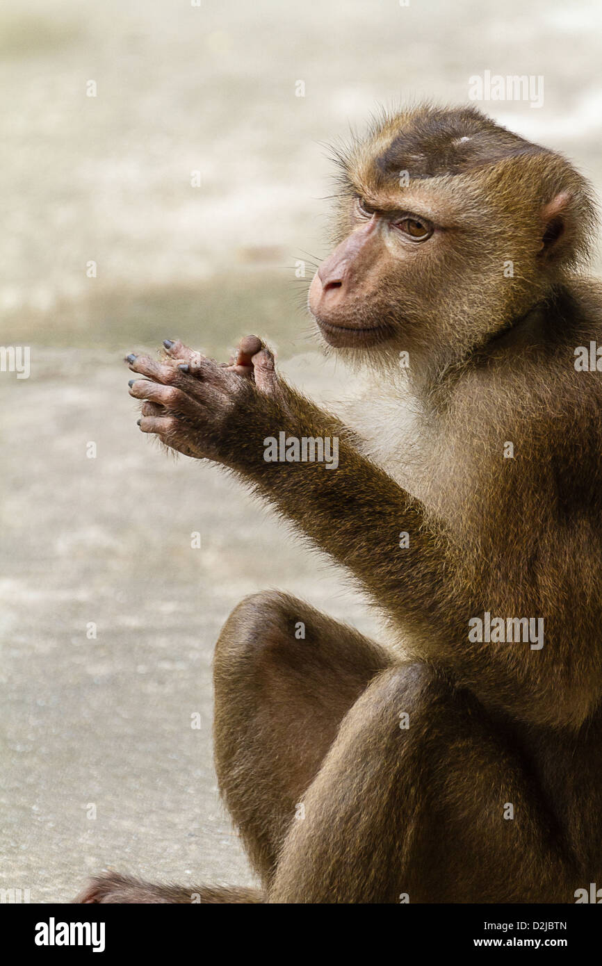 Monkey praying hi-res stock photography and images - Alamy