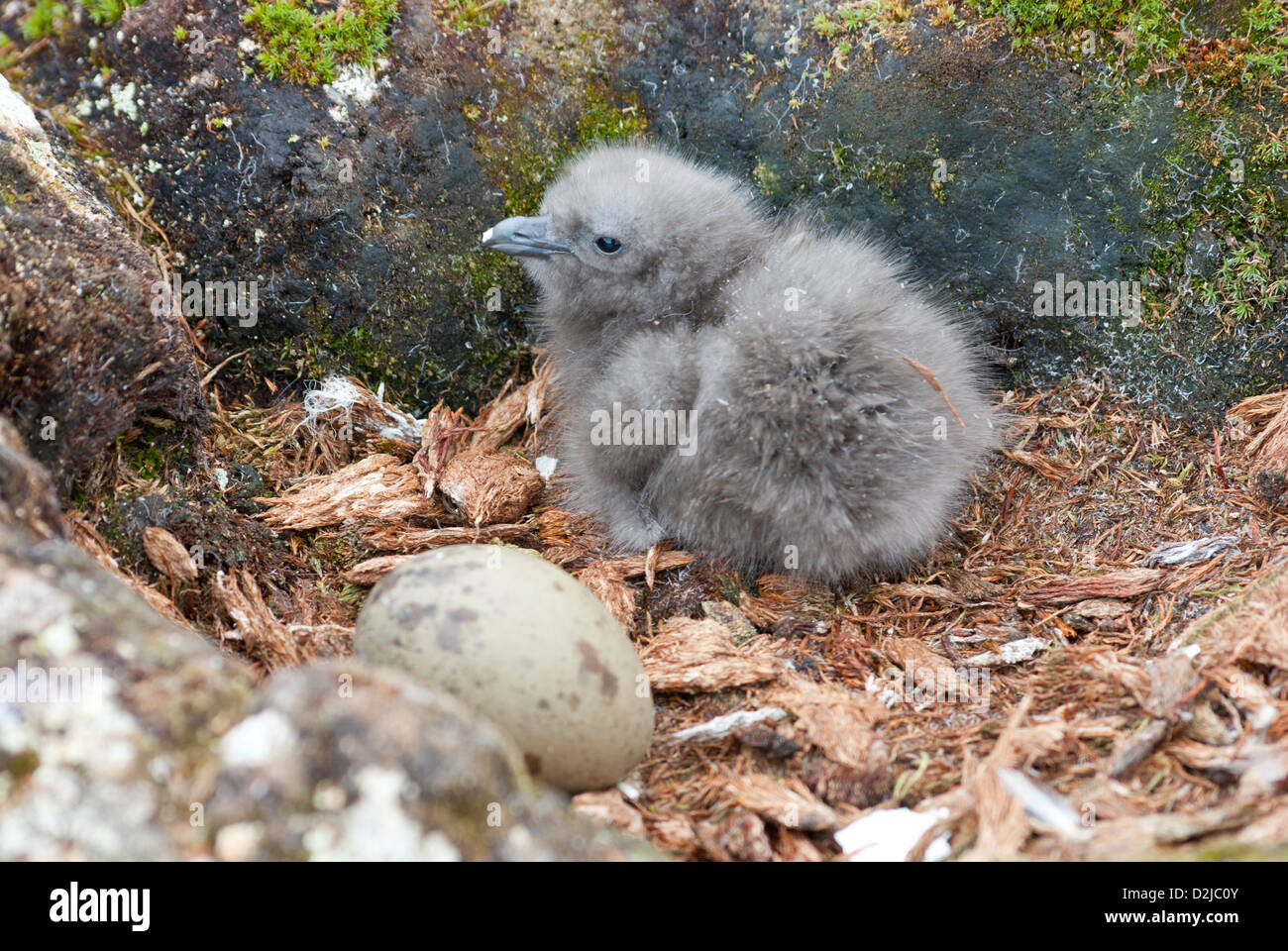 South polar skua nest hi-res stock photography and images - Alamy