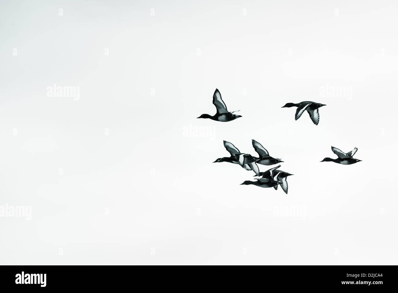 Ducks flying across the sky Stock Photo - Alamy
