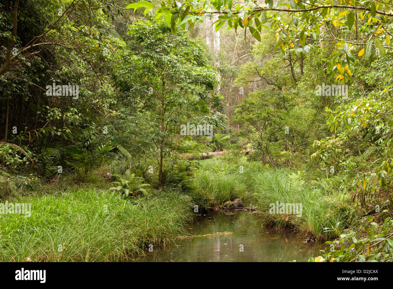 little bushland creek in South East Queensland, Australia Stock Photo ...