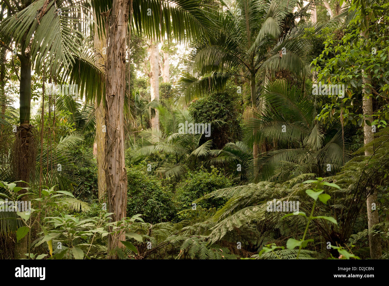 Sunshine coast hinterland hi-res stock photography and images - Alamy