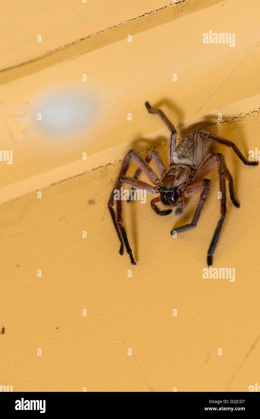 Hunstman spider hi-res stock photography and images - Alamy