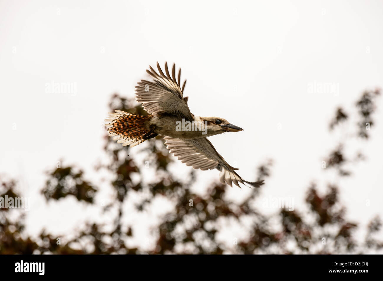 Kookaburra flying hi-res stock photography and images - Alamy