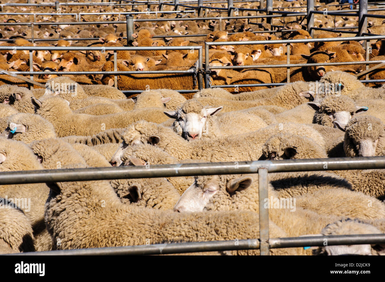 Different colours of sheep for sale Stock Photo - Alamy