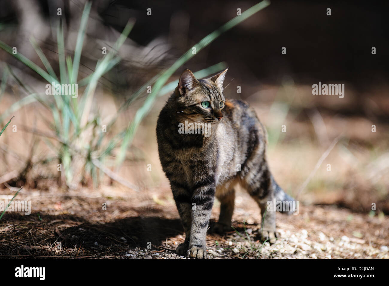 Feral Cat High Resolution Stock Photography and Images - Alamy