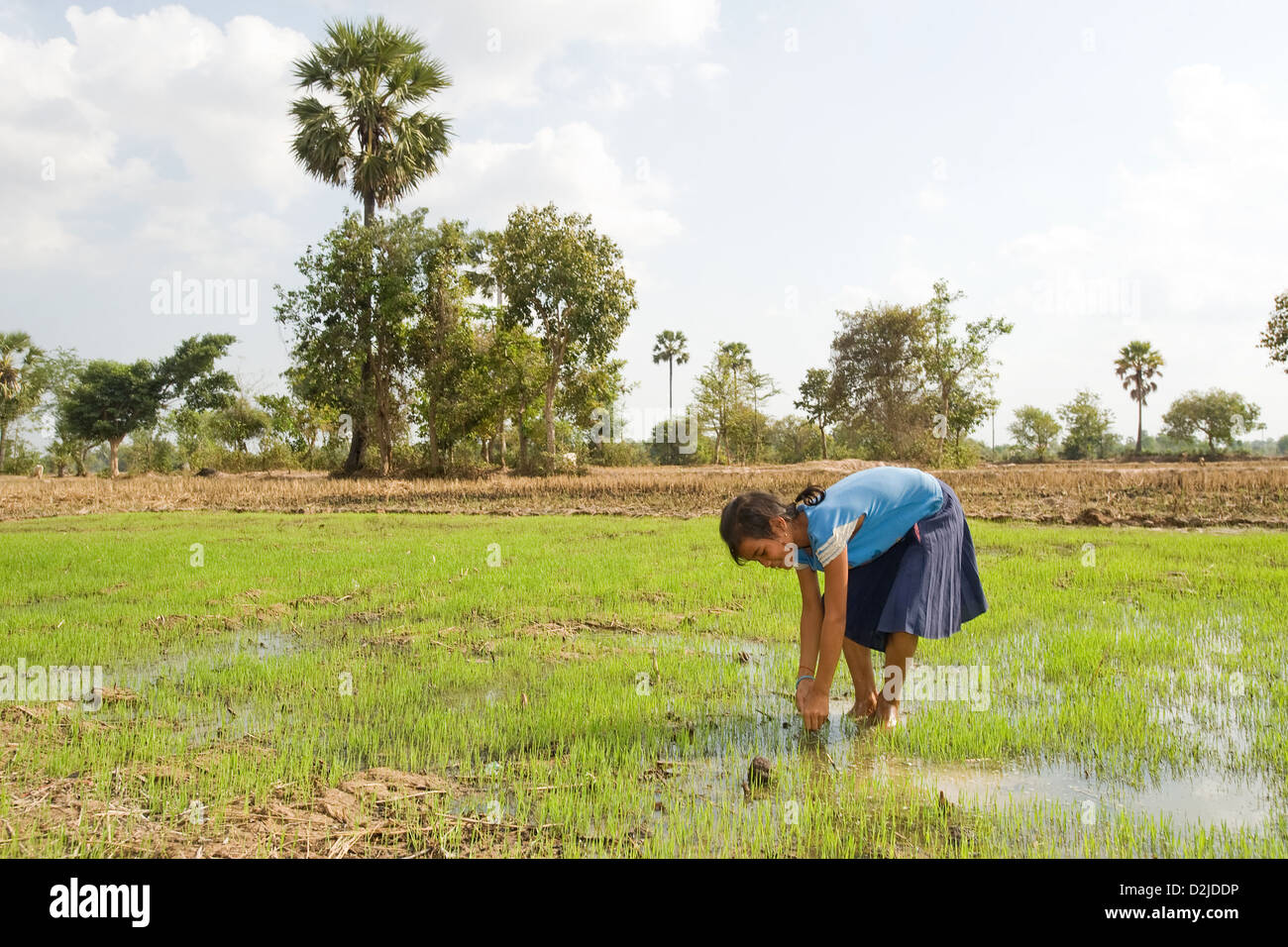 Prahut, Cambodia, a Cambodian girl planting rice Stock Photo - Alamy