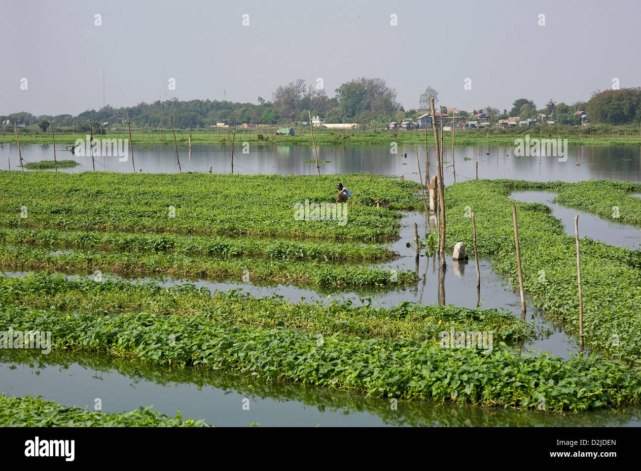 Phnom Penh, Cambodia, water spinach plantation Stock Photo - Alamy