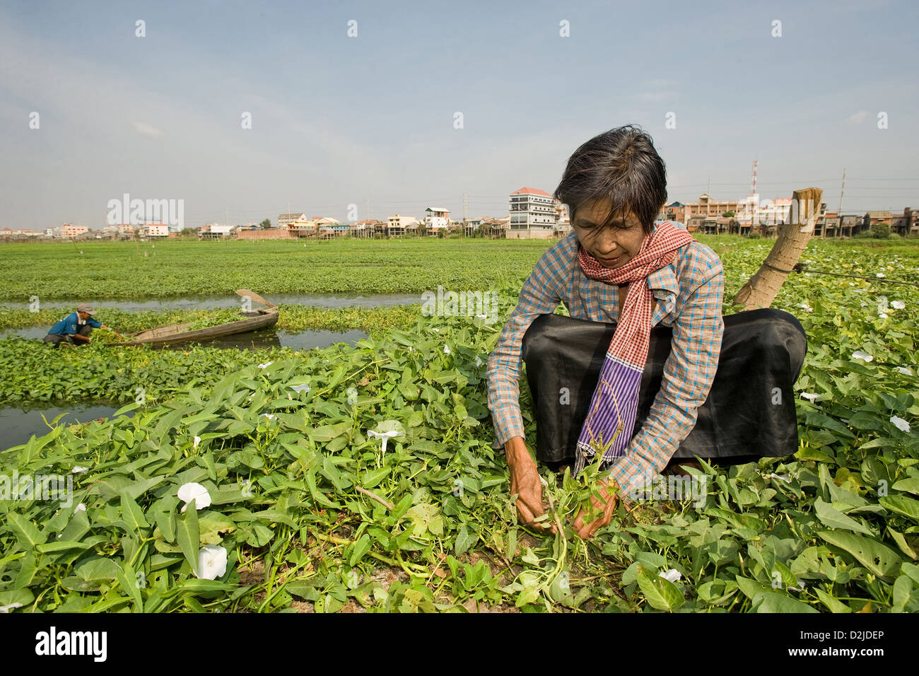 Phnom Penh, Cambodia, a woman earns water spinach on a plantation Stock ...