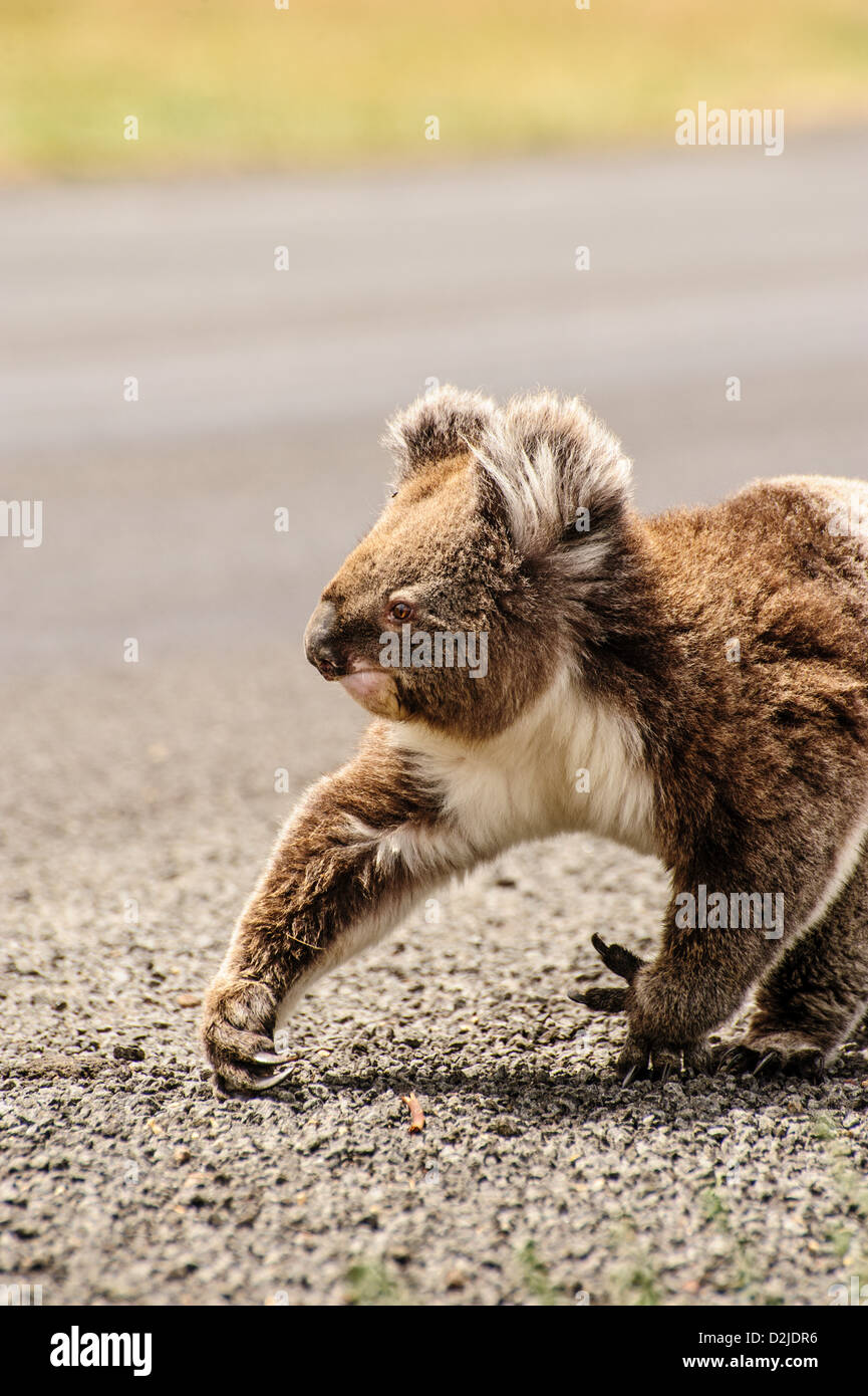 Koala crossing road hi-res stock photography and images - Alamy