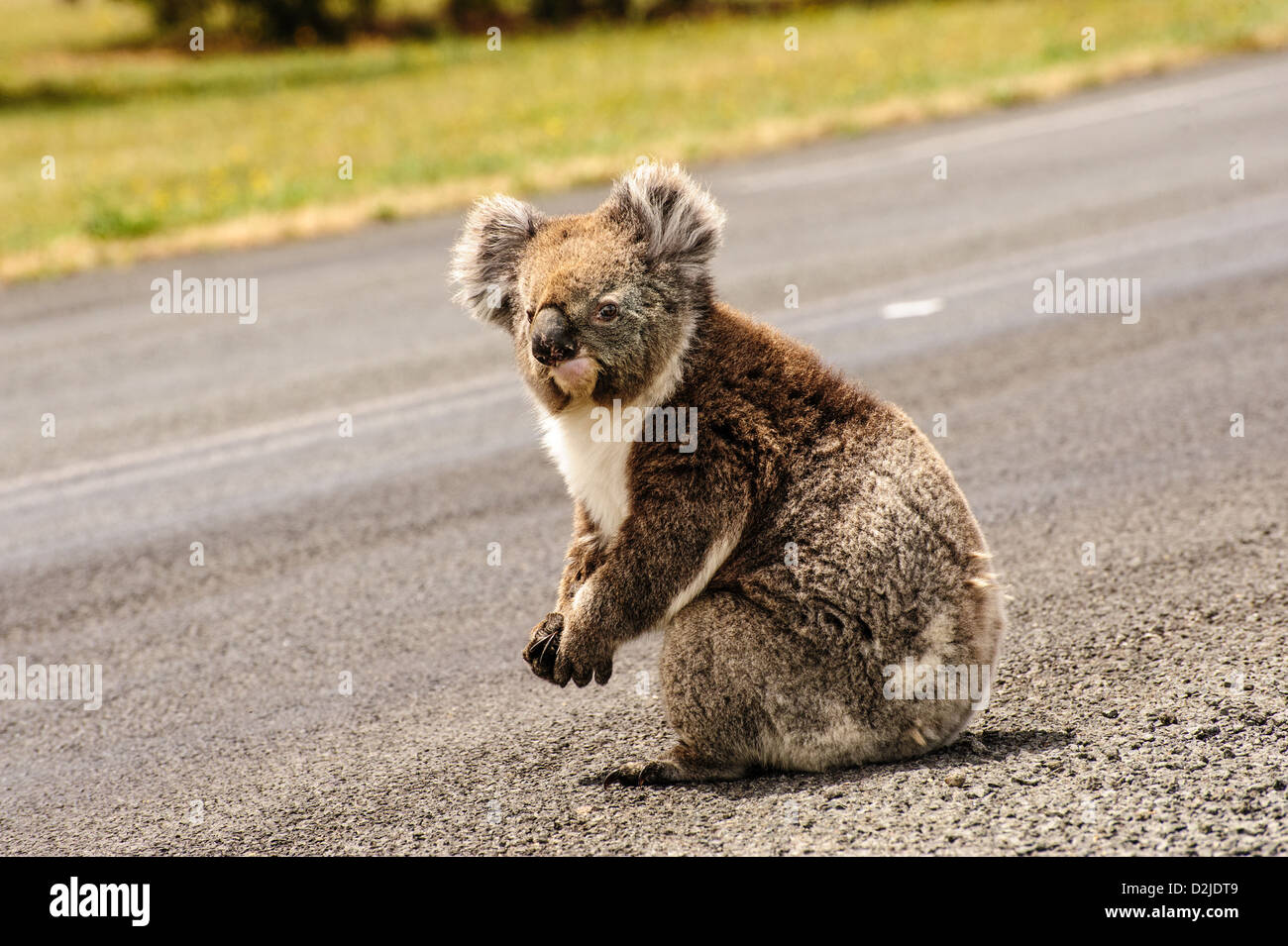 Koala crossing hi-res stock photography and images - Alamy