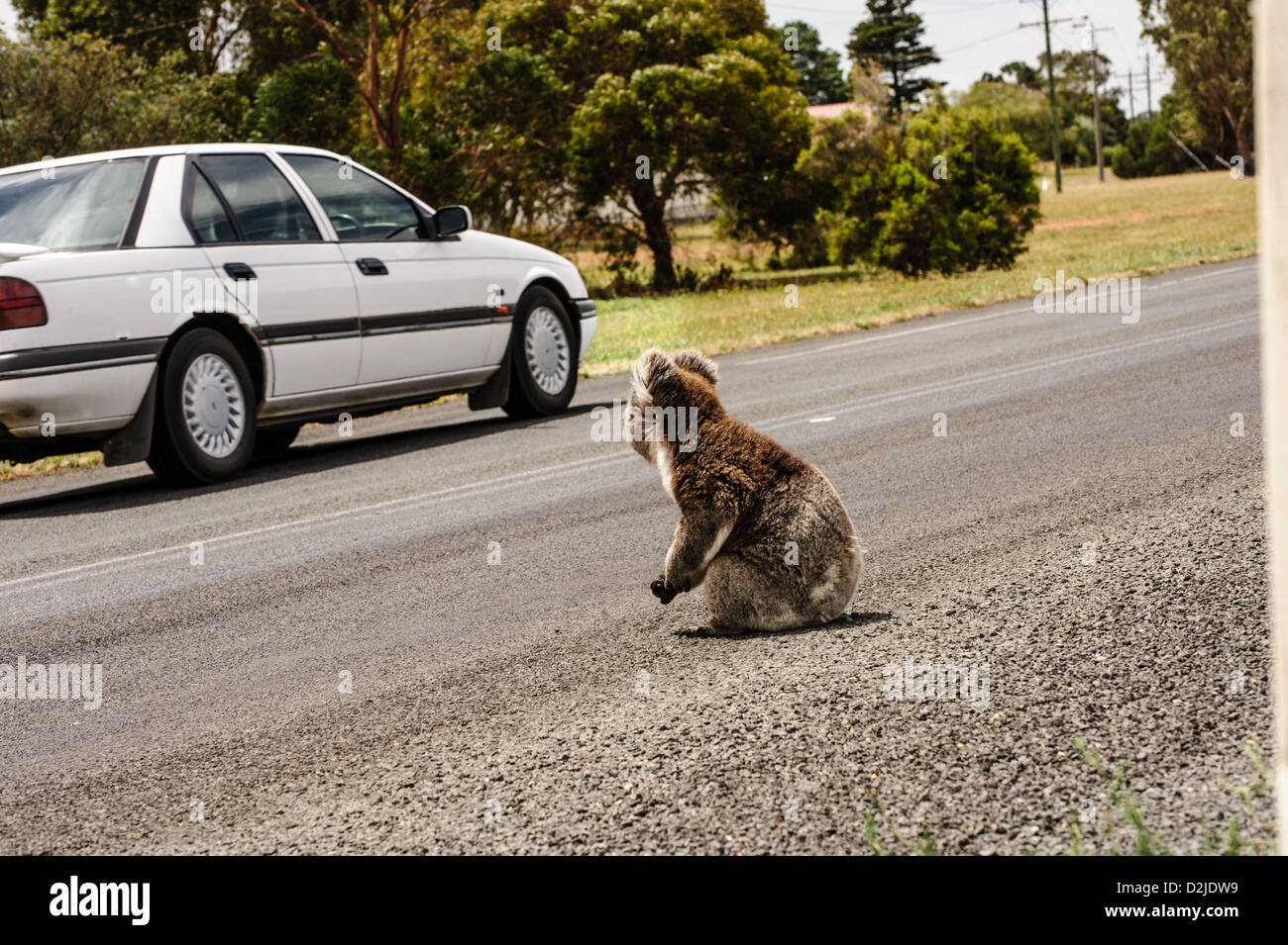 Koala crosses road Stock Photo - Alamy