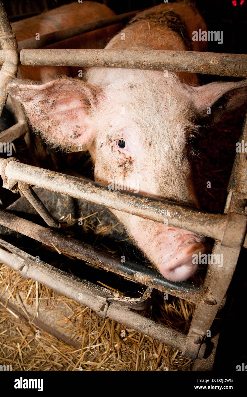 Pig in the barn hi-res stock photography and images - Alamy