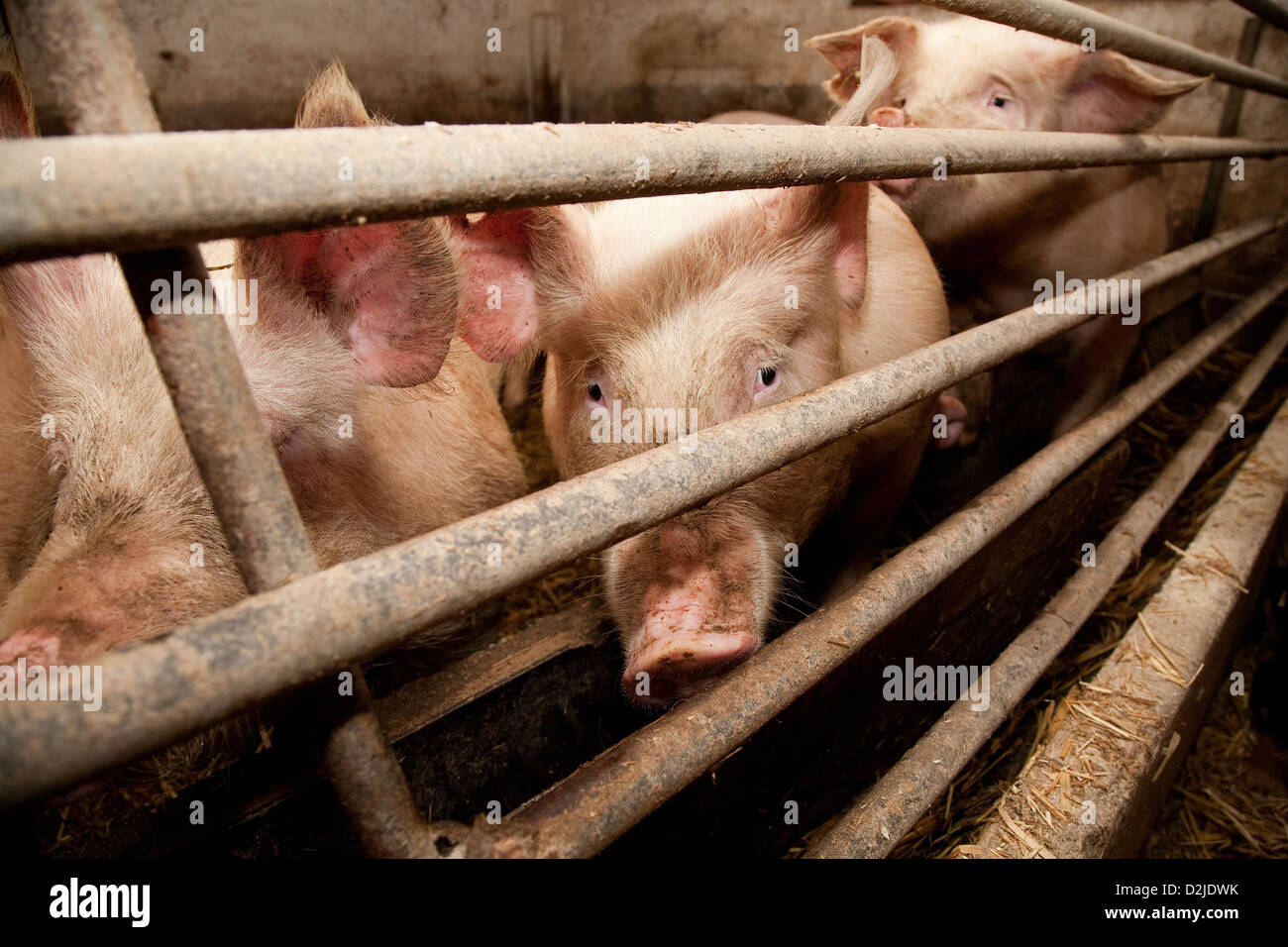 Pigs sty hi-res stock photography and images - Alamy