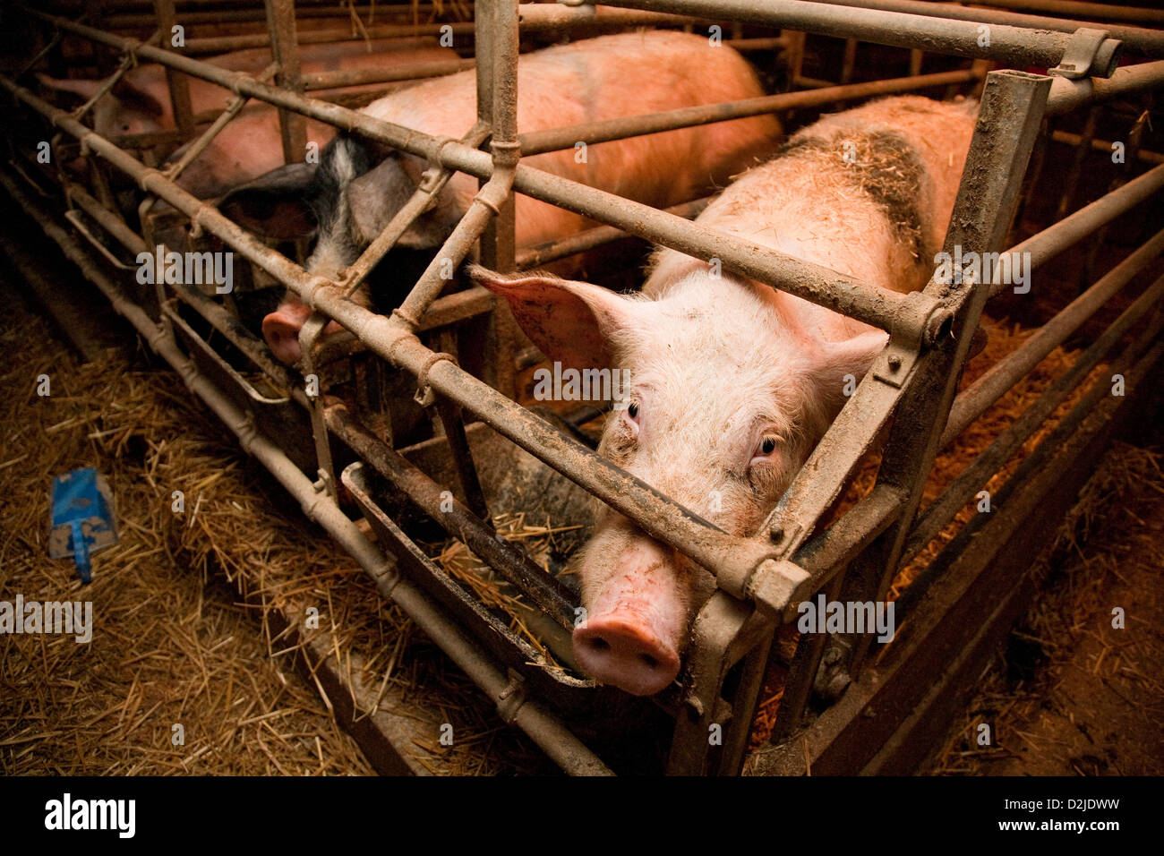 Riedlingen, Germany, pigs in the barn, a Waermelampe Stock Photo - Alamy
