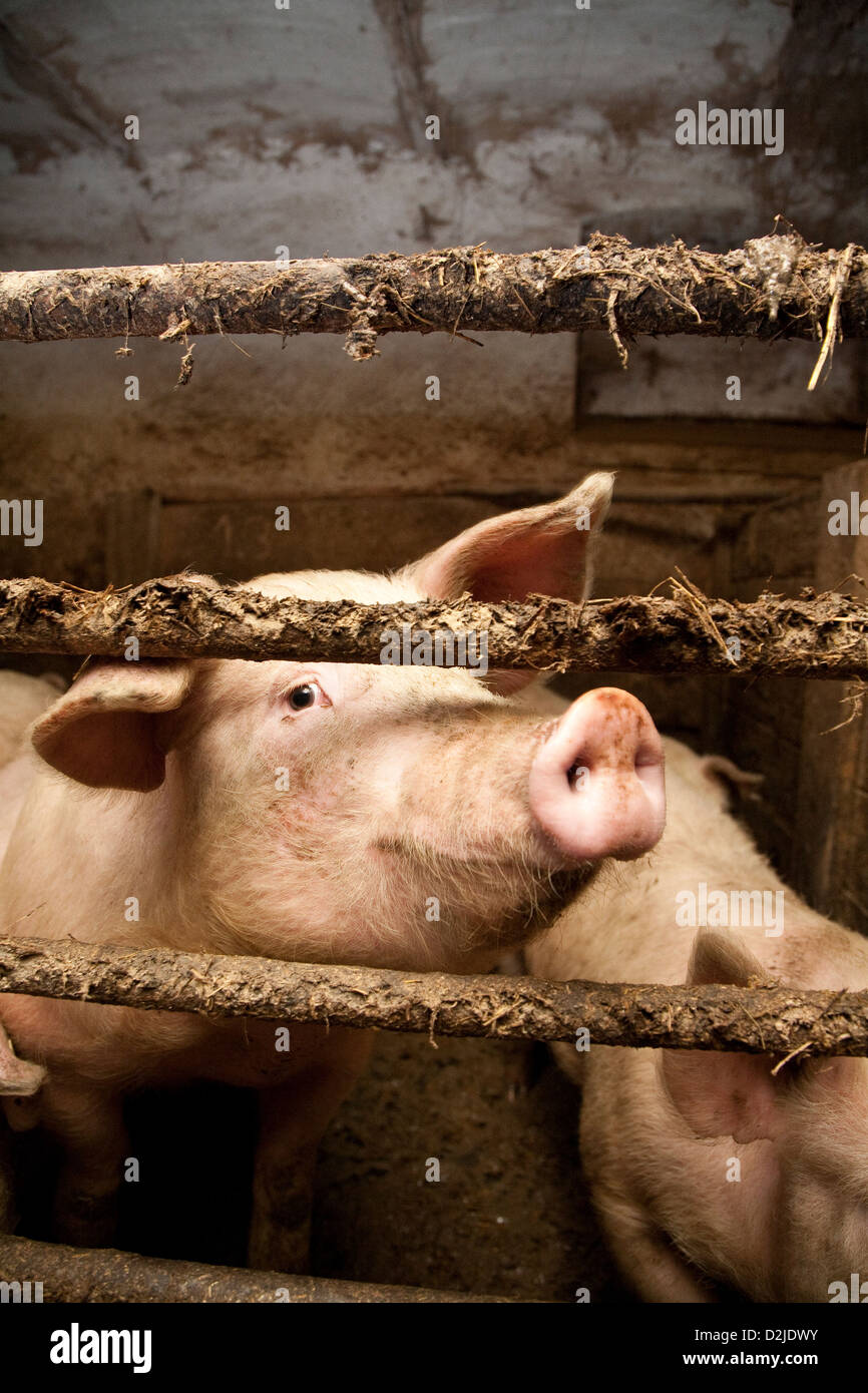Pig in the barn hi-res stock photography and images - Alamy