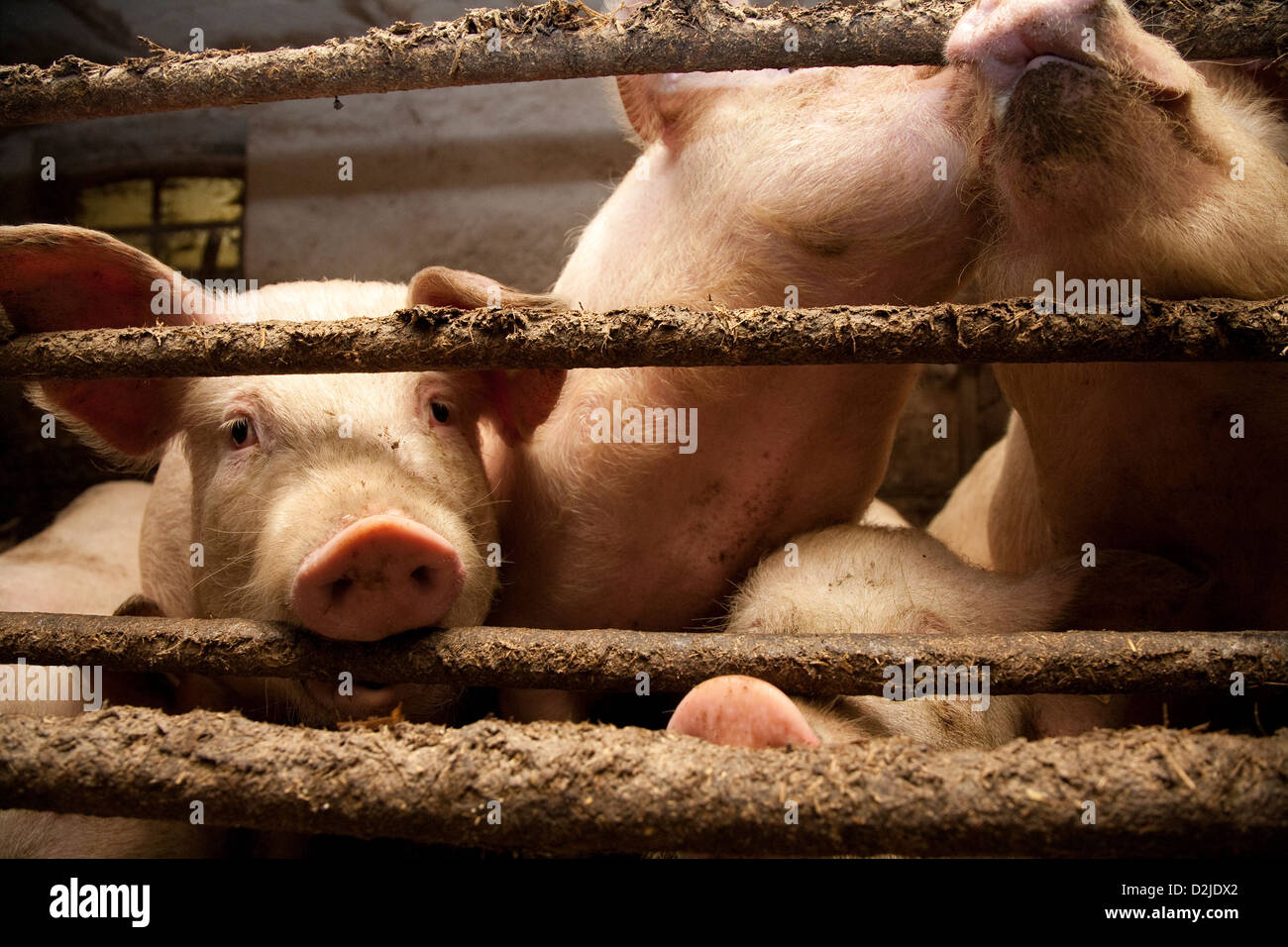 Riedlingen, Germany, pigs in the sty Stock Photo - Alamy