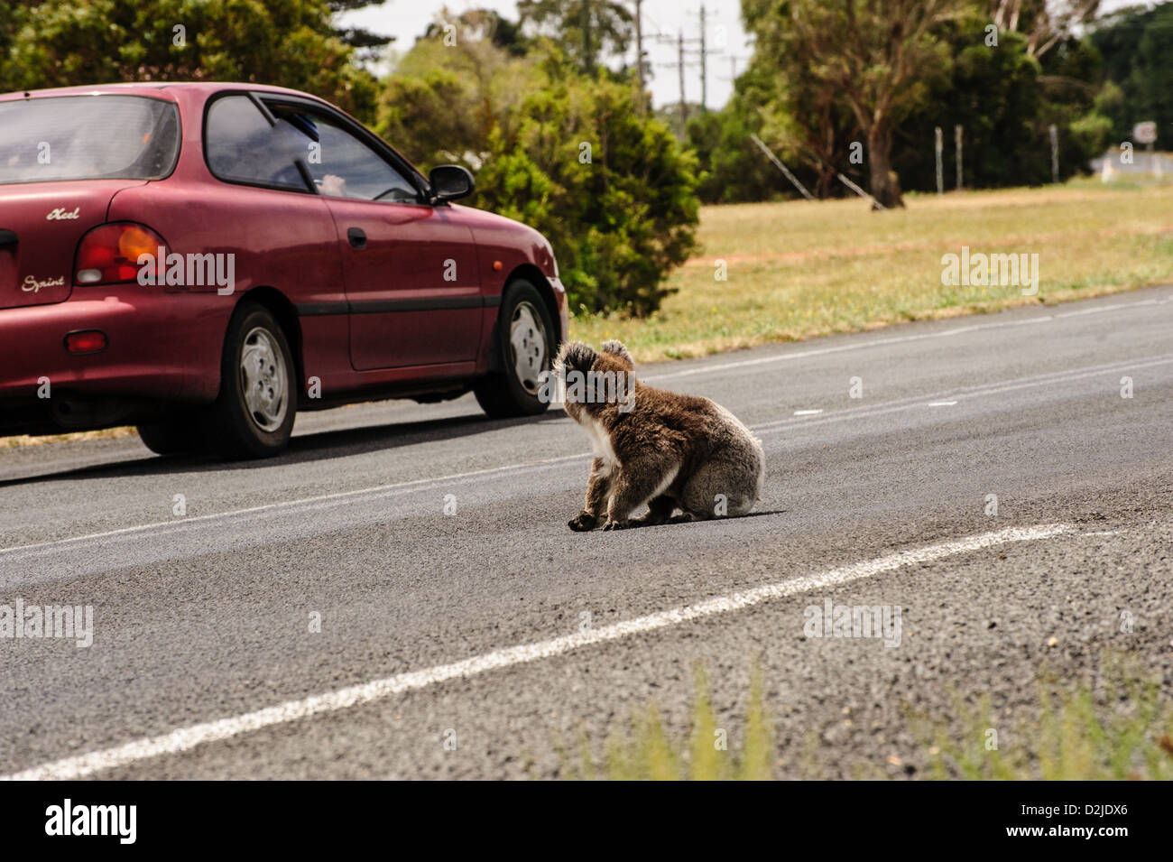 Koala Crossing Road High Resolution Stock Photography and Images - Alamy