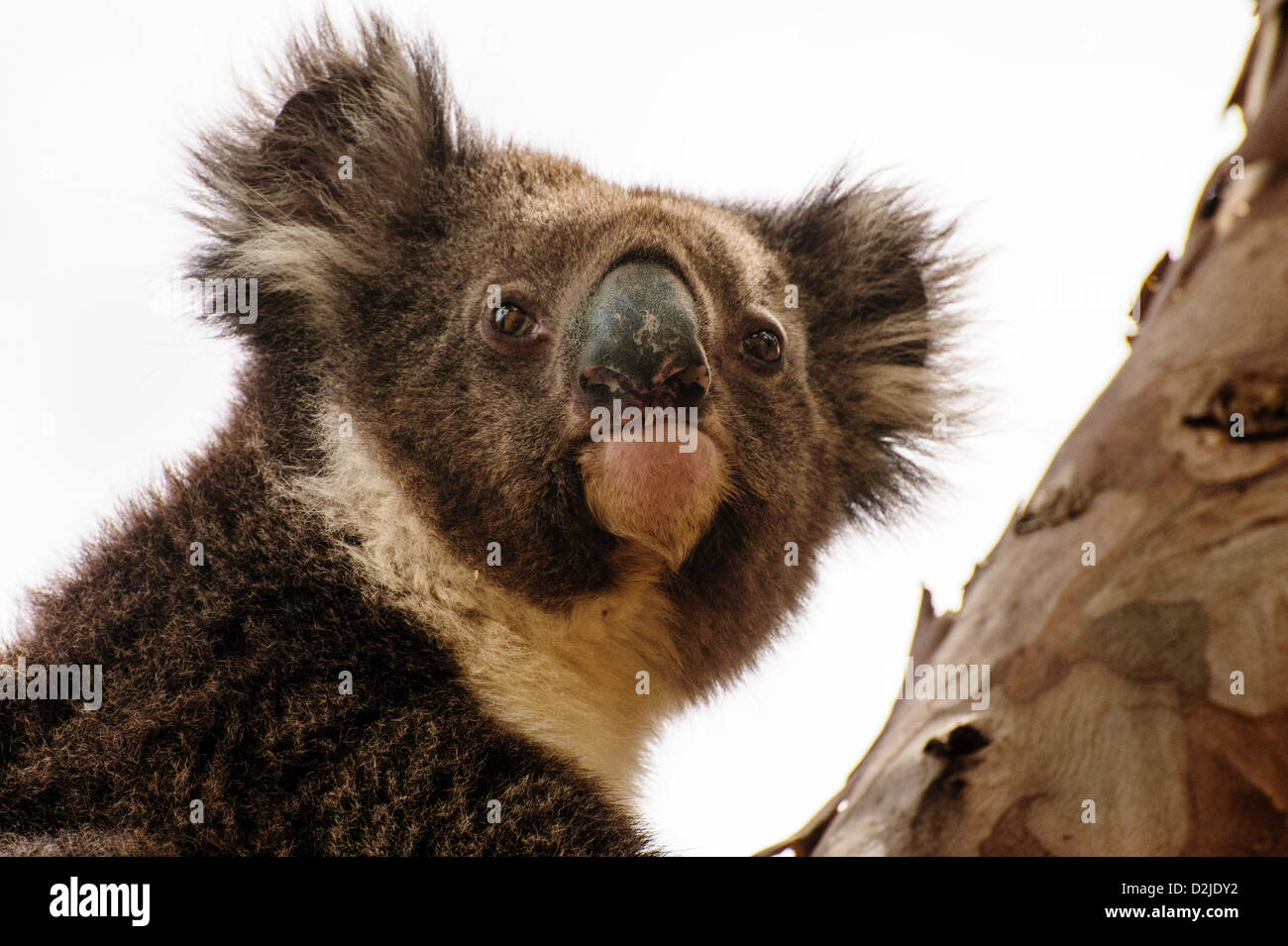 Koala up a gum tree Stock Photo - Alamy