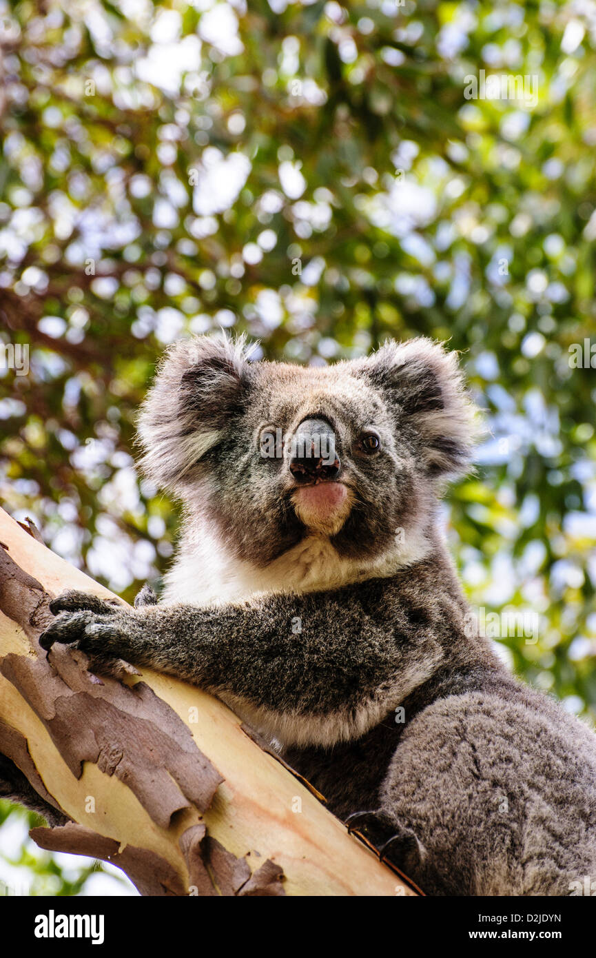 Koala up a gum tree Stock Photo - Alamy
