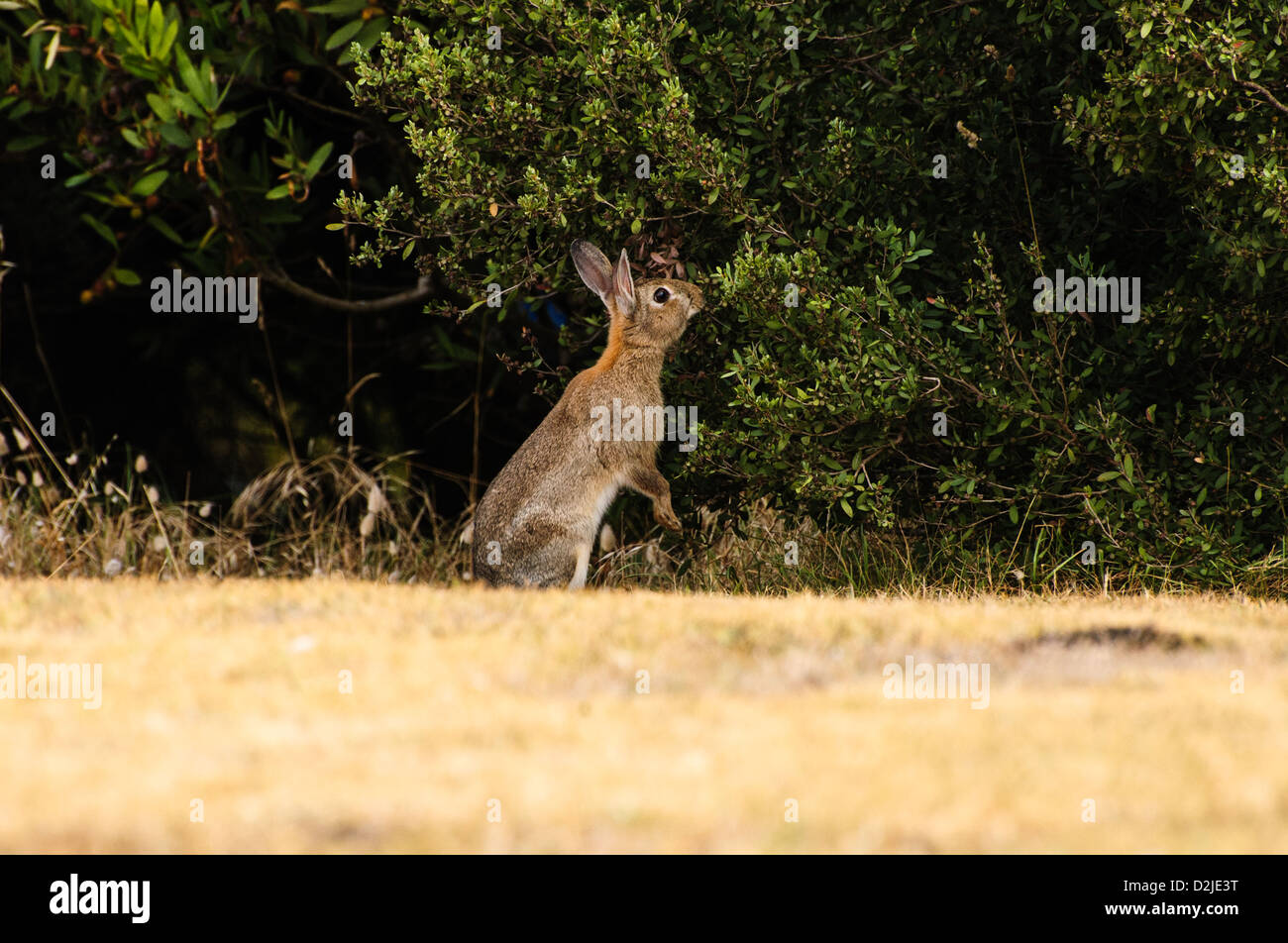 Rabbit bush hi-res stock photography and images - Alamy