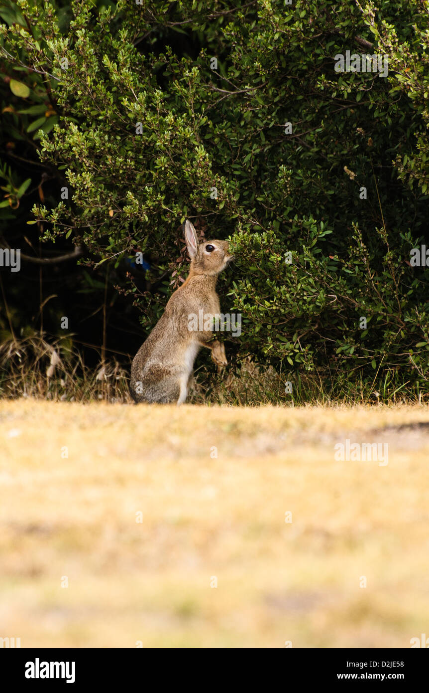 Rabbit bush hi-res stock photography and images - Alamy