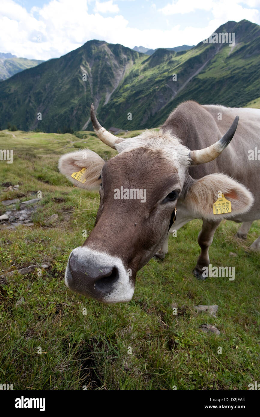 Swiss animal tierportraet hi-res stock photography and images - Alamy