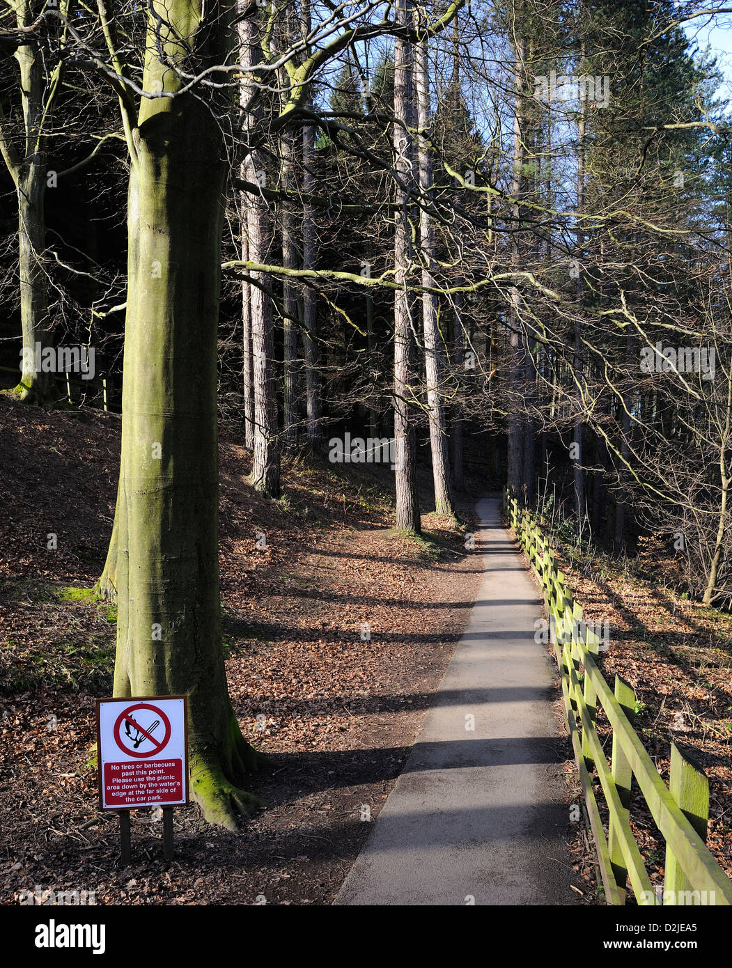 woodland forest walk derwent valley derbyshire uk Stock Photo - Alamy