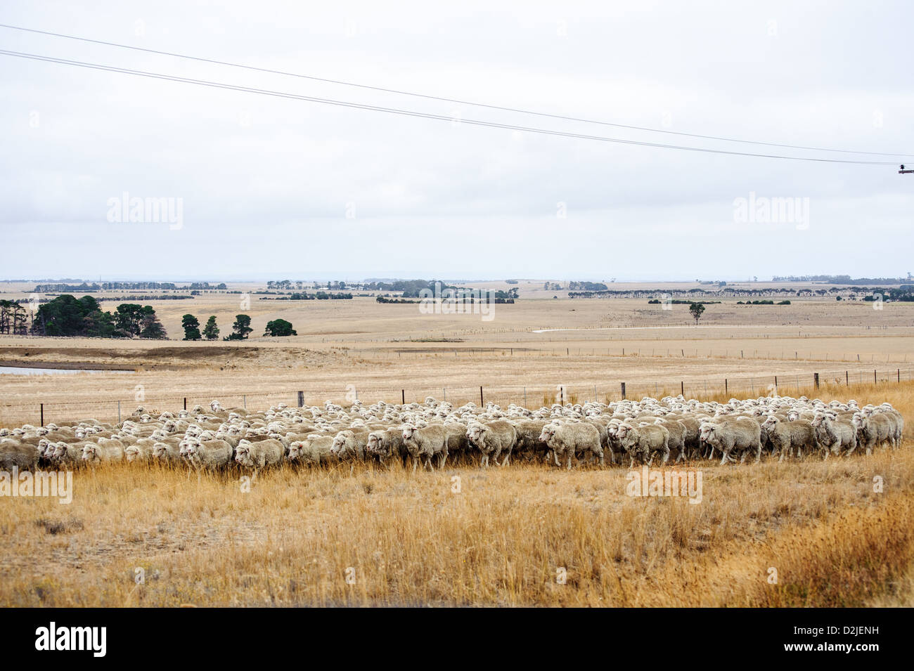 Mob of sheep hi-res stock photography and images - Alamy
