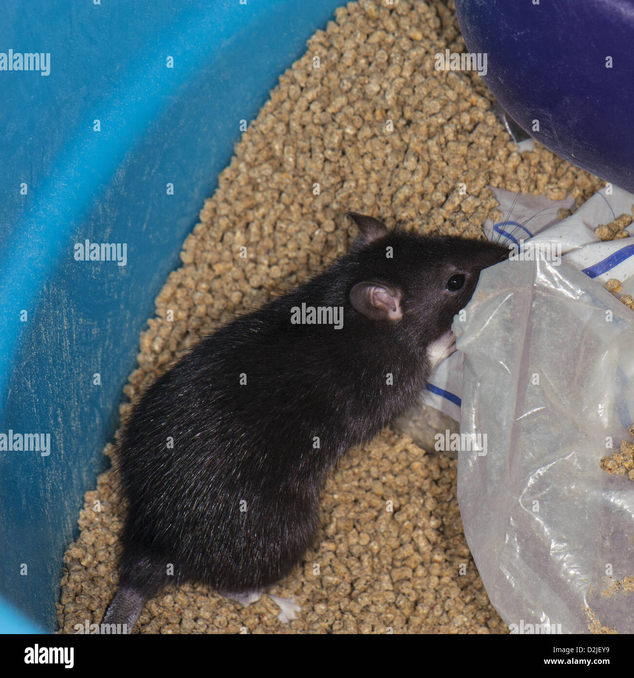 Rat pests hi-res stock photography and images - Alamy